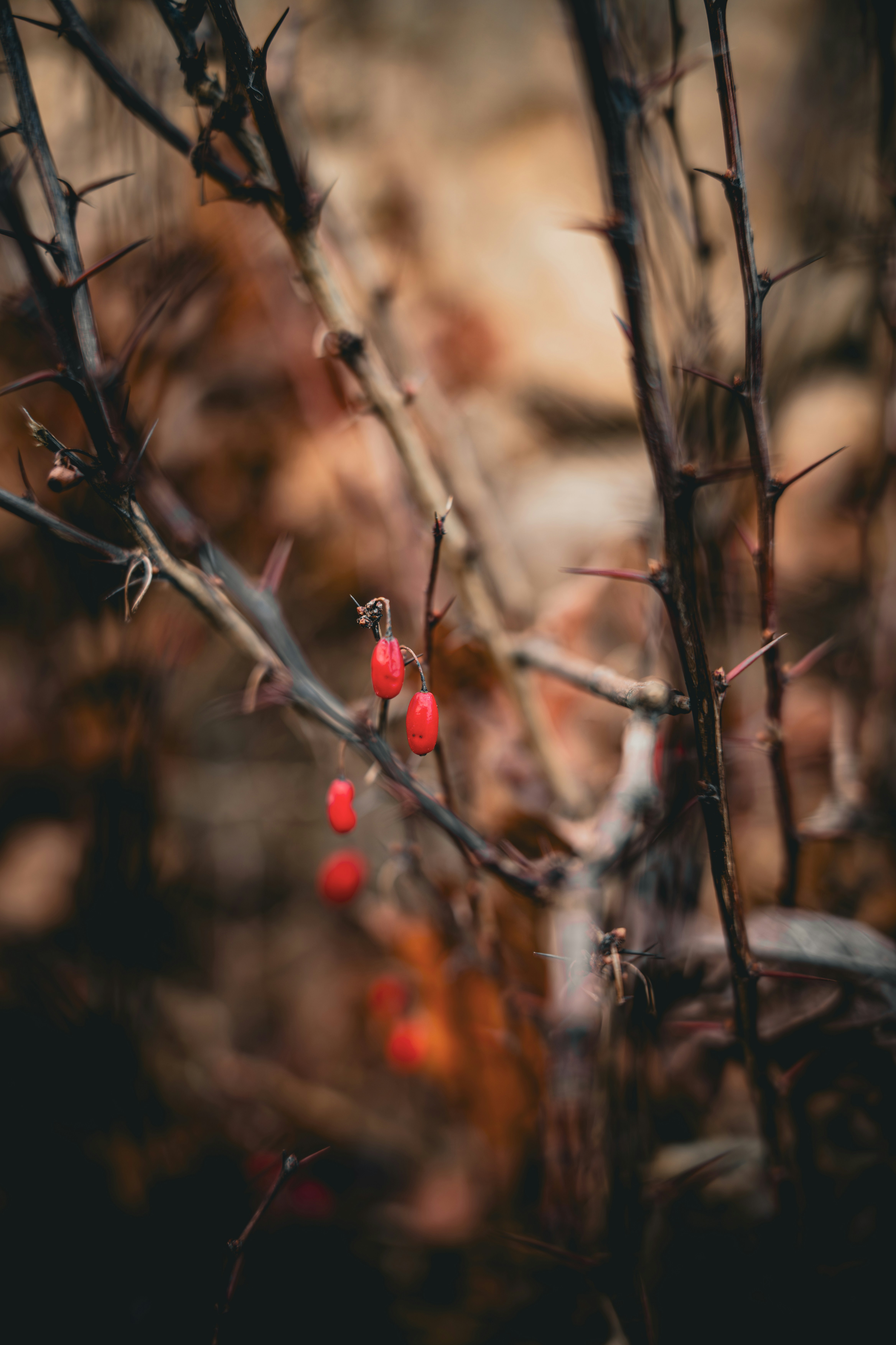 Photo by Kristians Greckis with Sony Alpha 7 IV