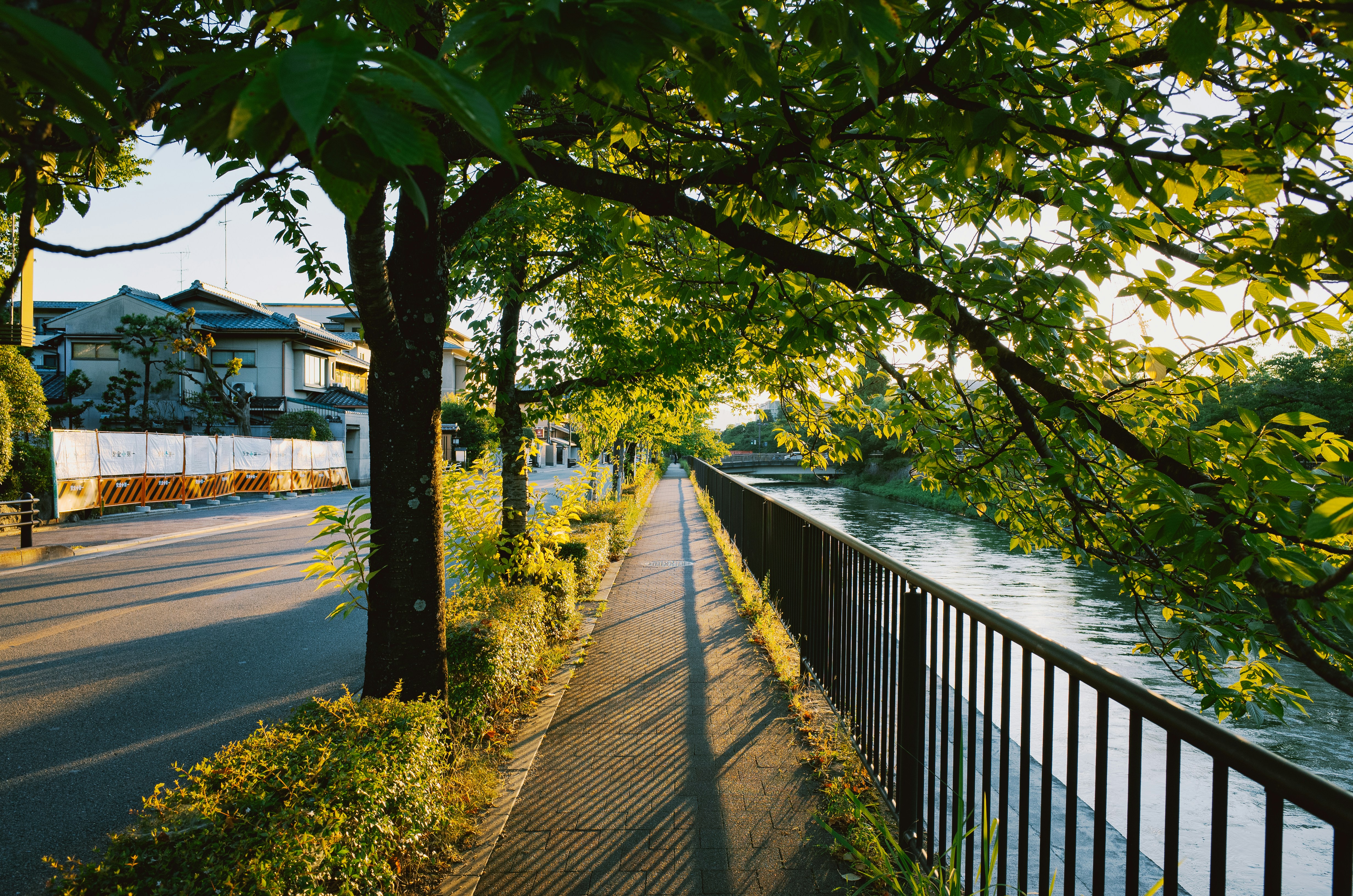 Sunlit riverside promenade: a sun-dappled path between trees and railing