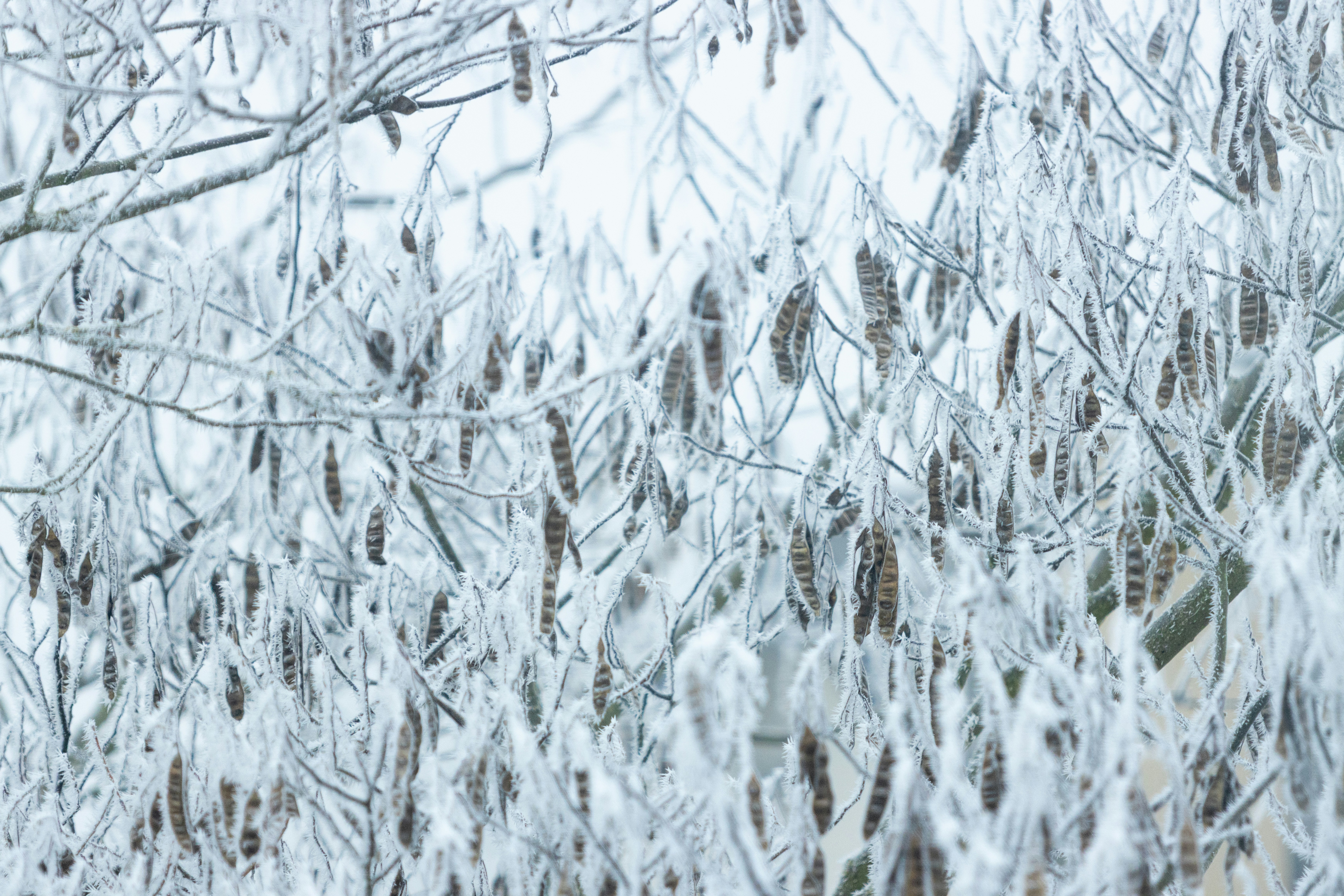 Winter Frost on Hanging Catkins: A Quiet Silence in White