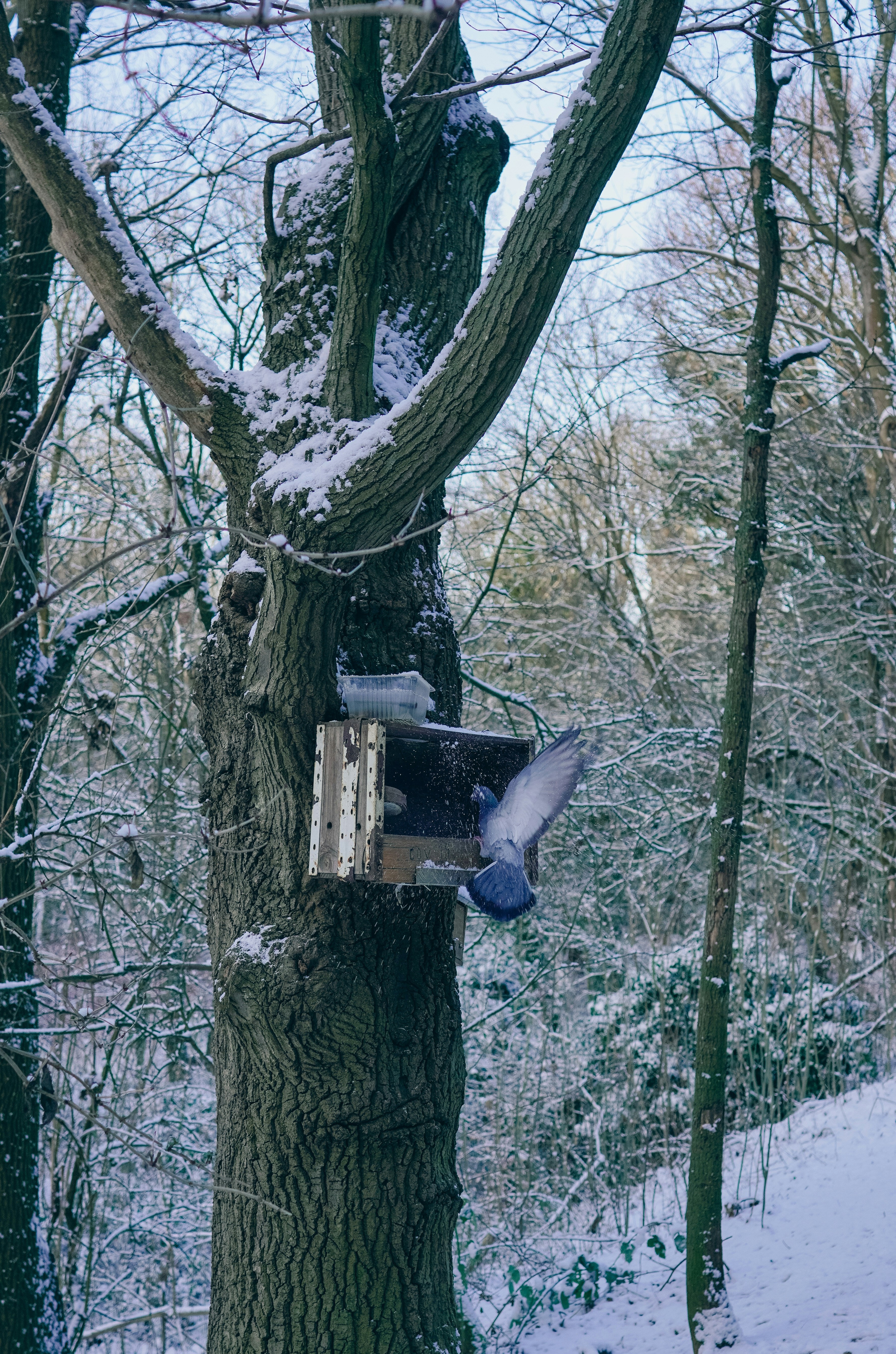 Midwinter Feeder in a Snow-kissed Forest