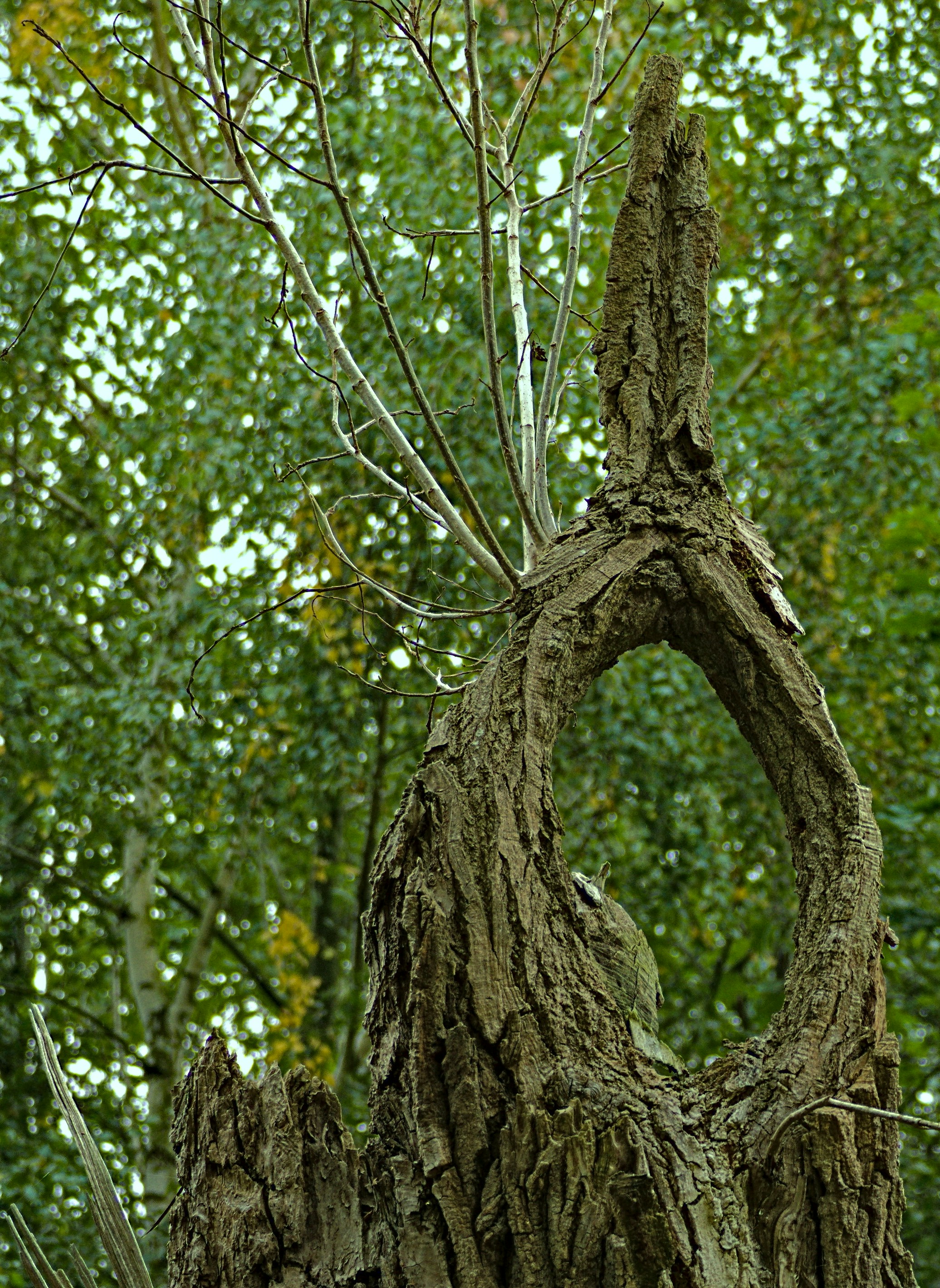 Twigged Arch: A weathered tree trunk forms a natural doorway in a sun-dappled forest