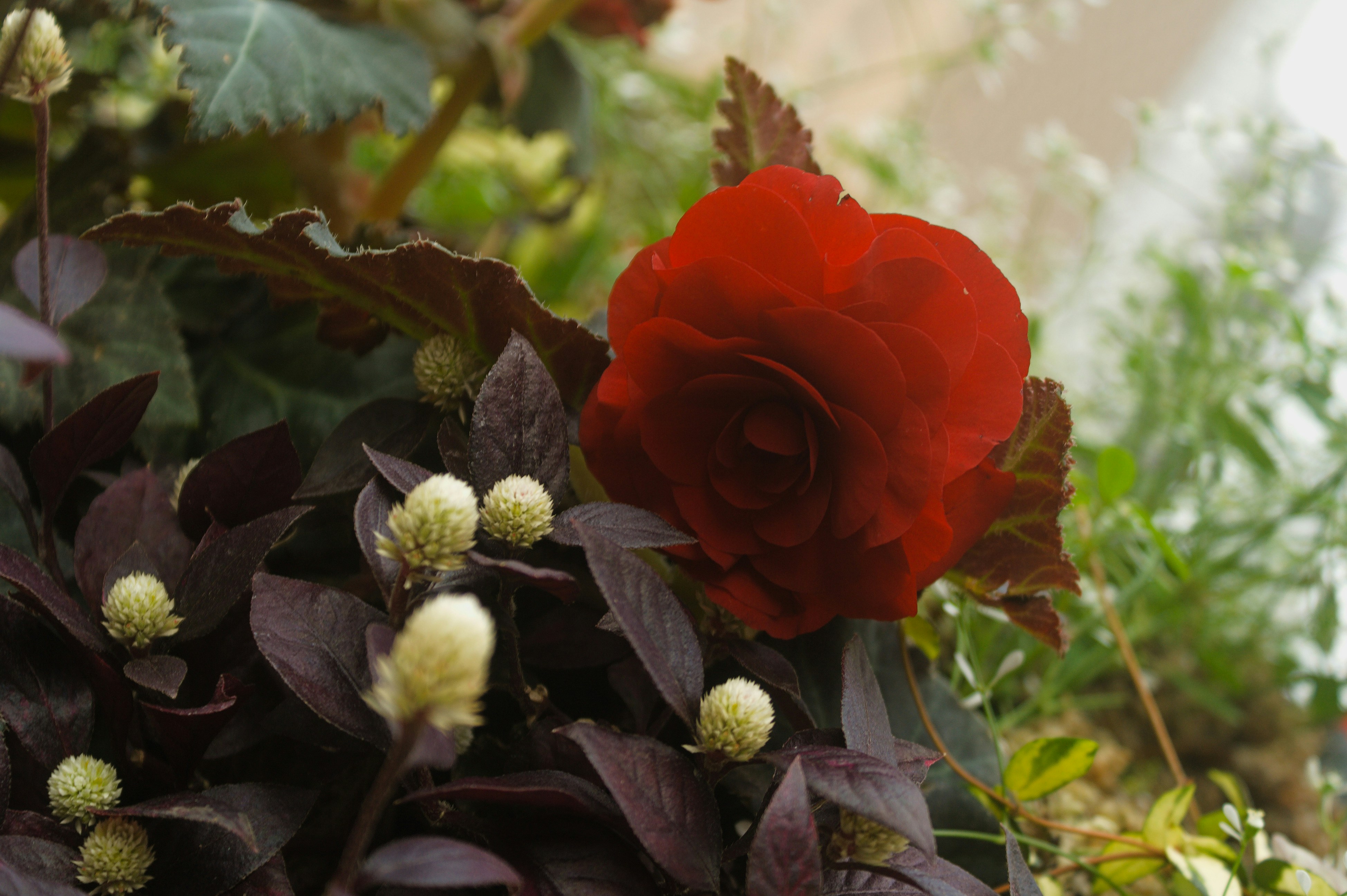 Photo by Ashton Christiansen with Canon EOS 1000D