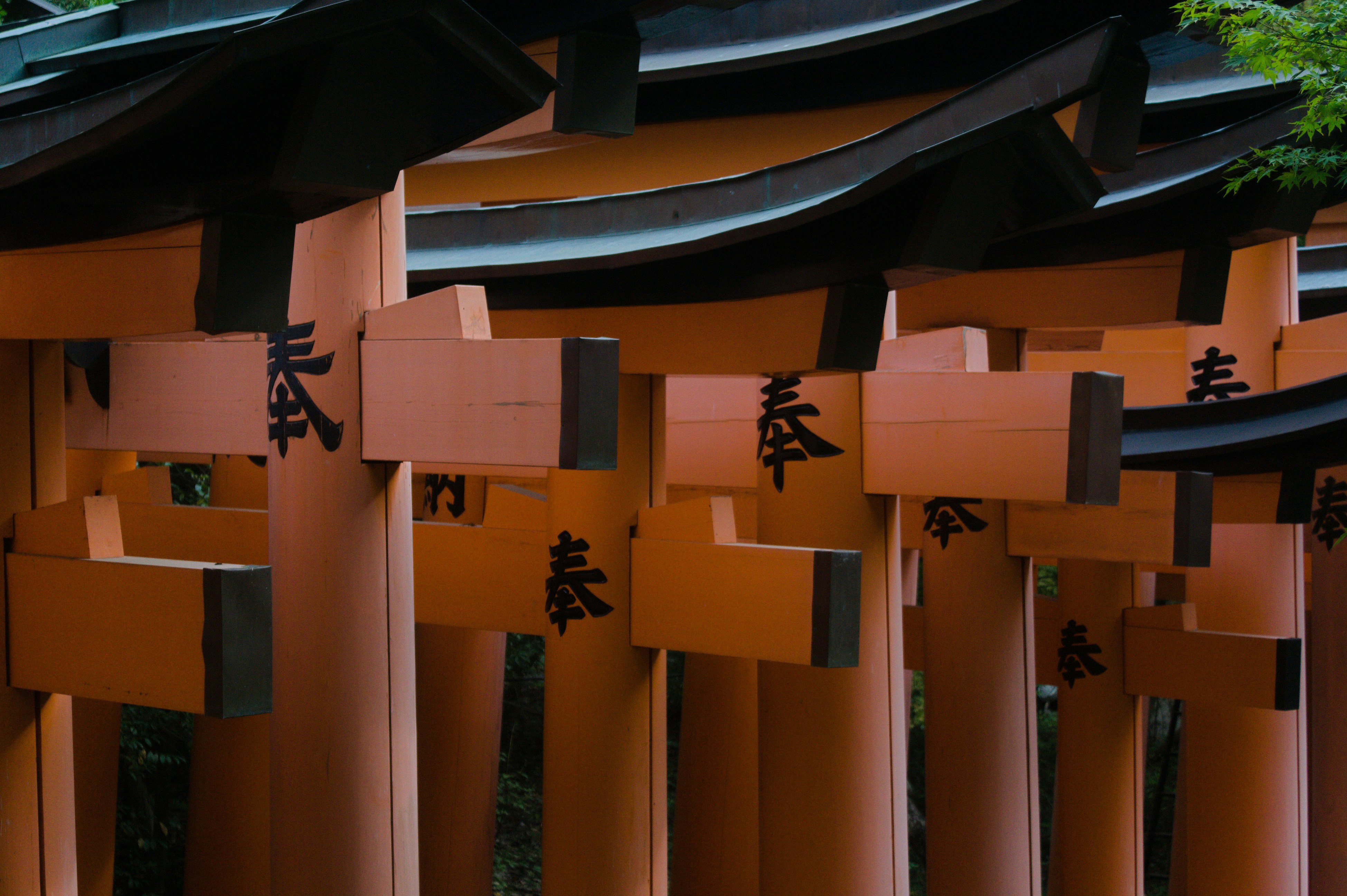 Scarlet Gates: A Forest of Torii Densities