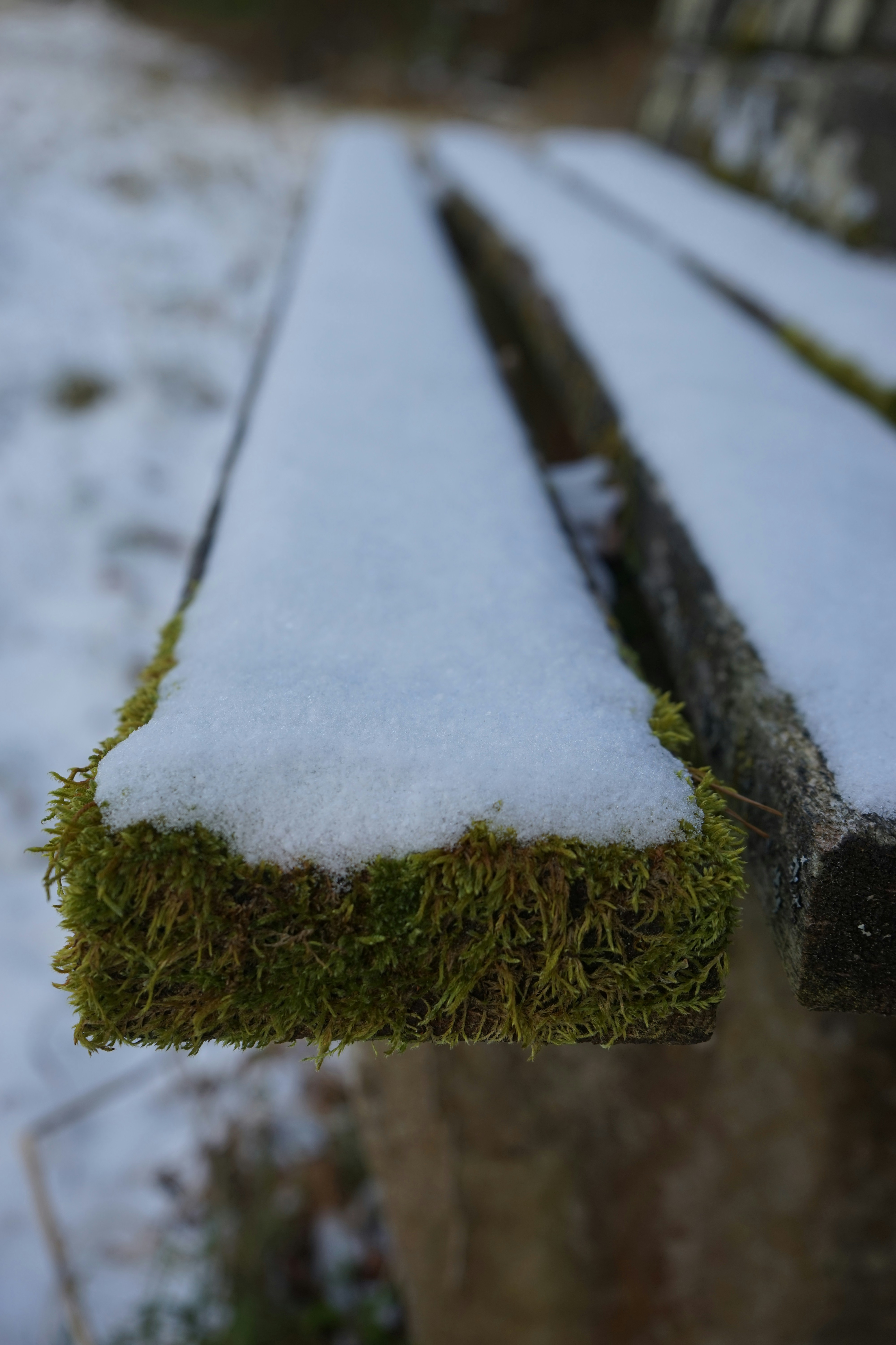 Snow-Covered Moss on a Framing Bench Slat