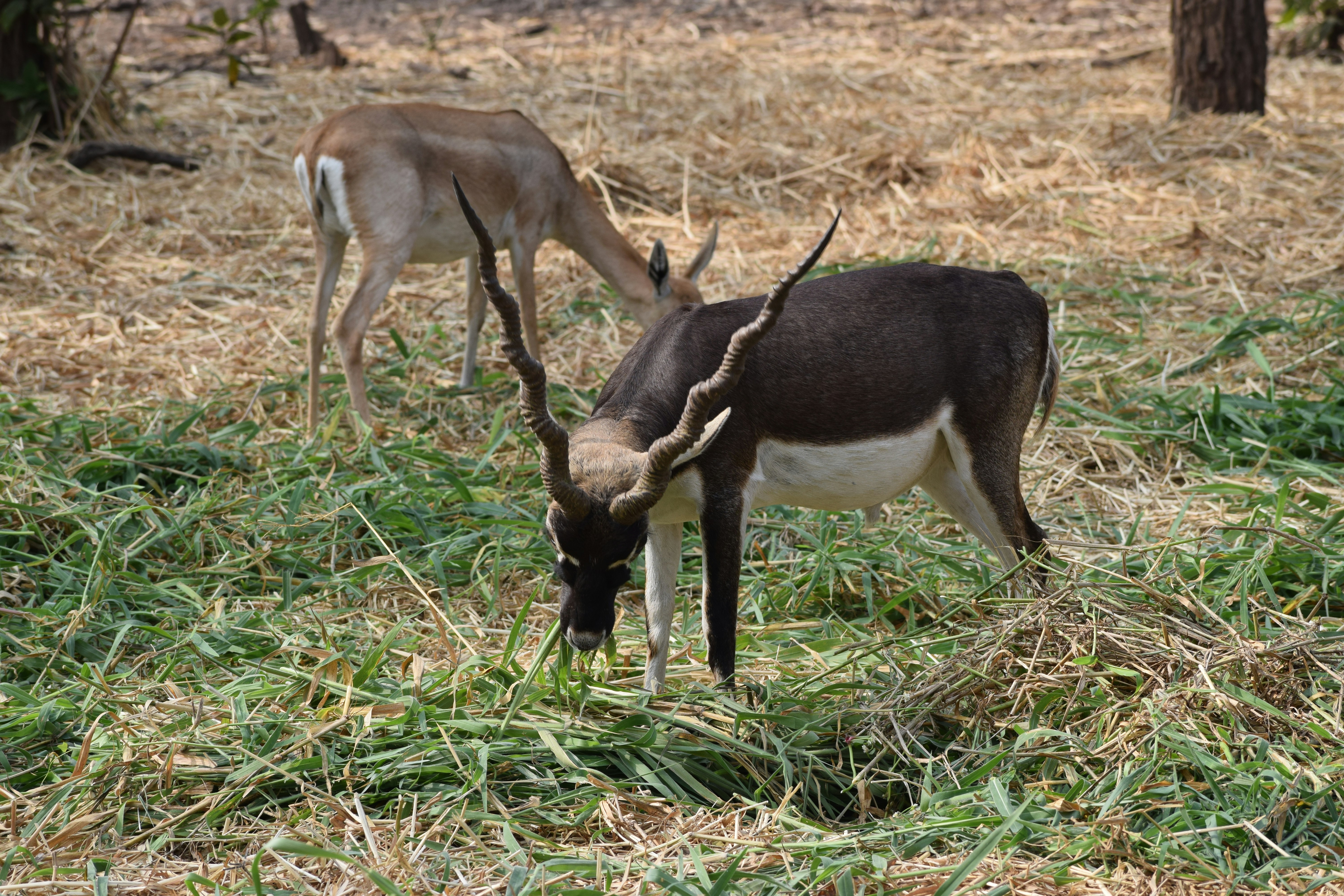 Herd of Antelope Browsing Under Dappled Light