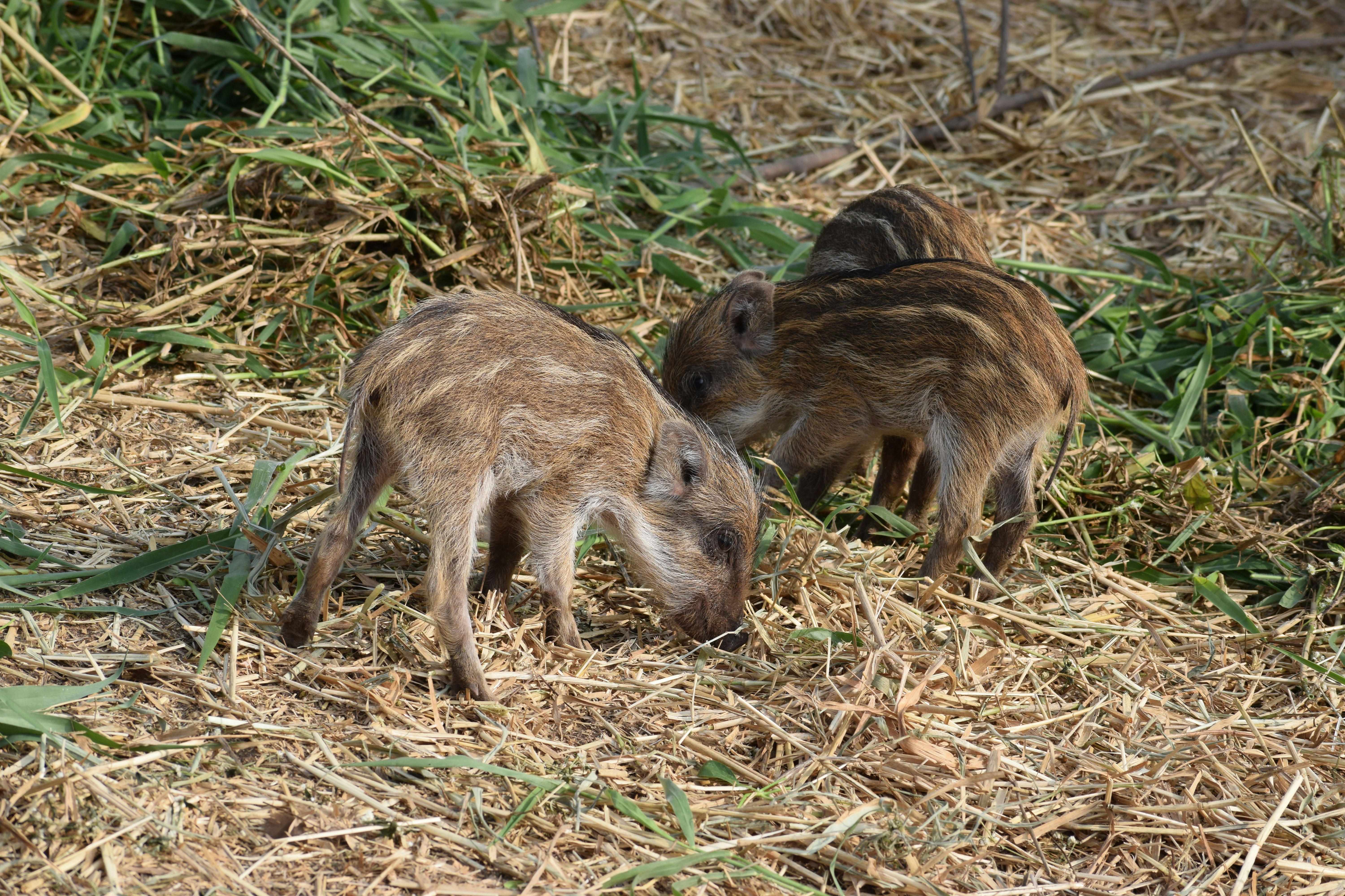 Curious Ground-Foragers: Two Coy Piglets in Dry Grass