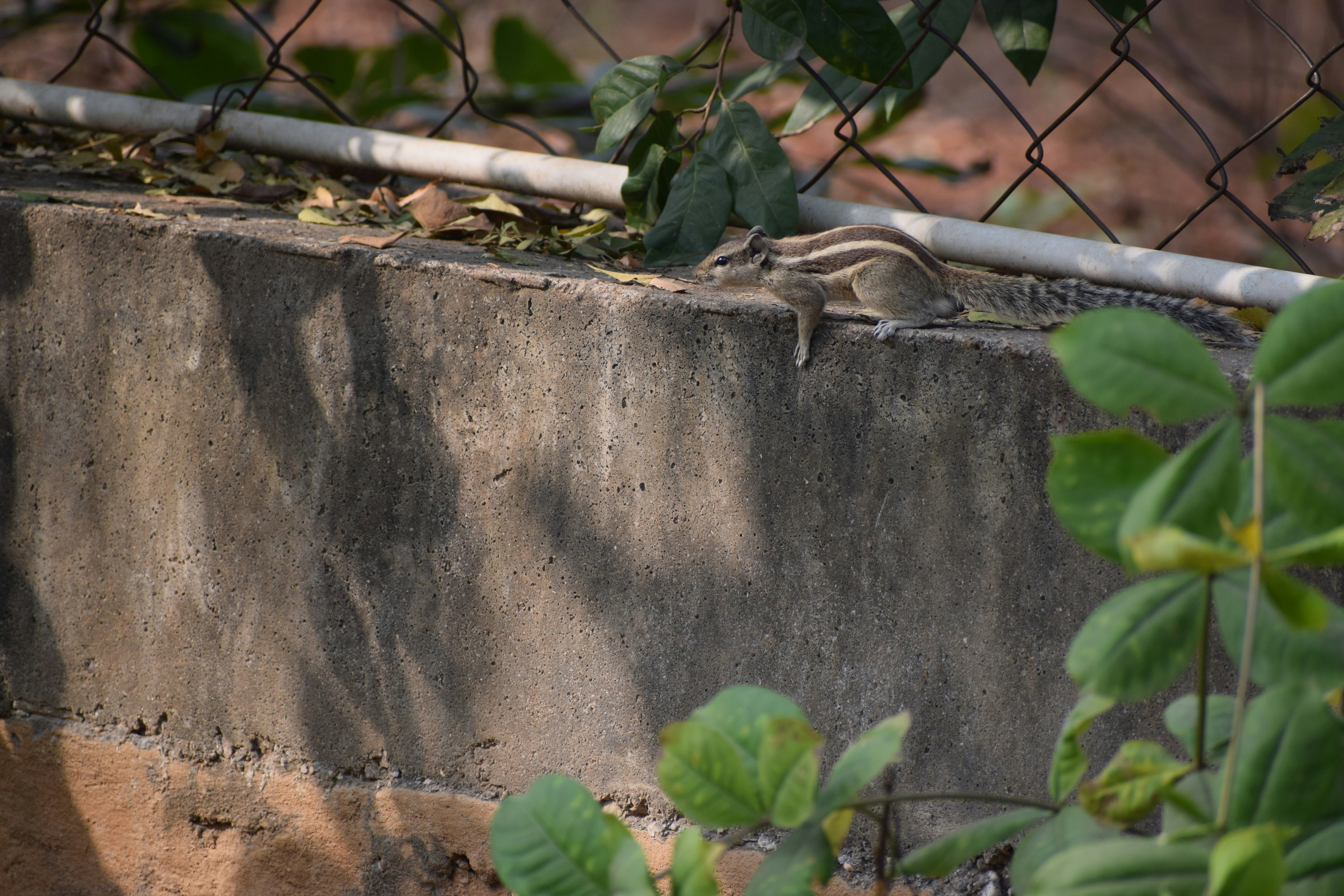 Squirrel on the Concrete Barrier Beneath a Chain-Link Fence