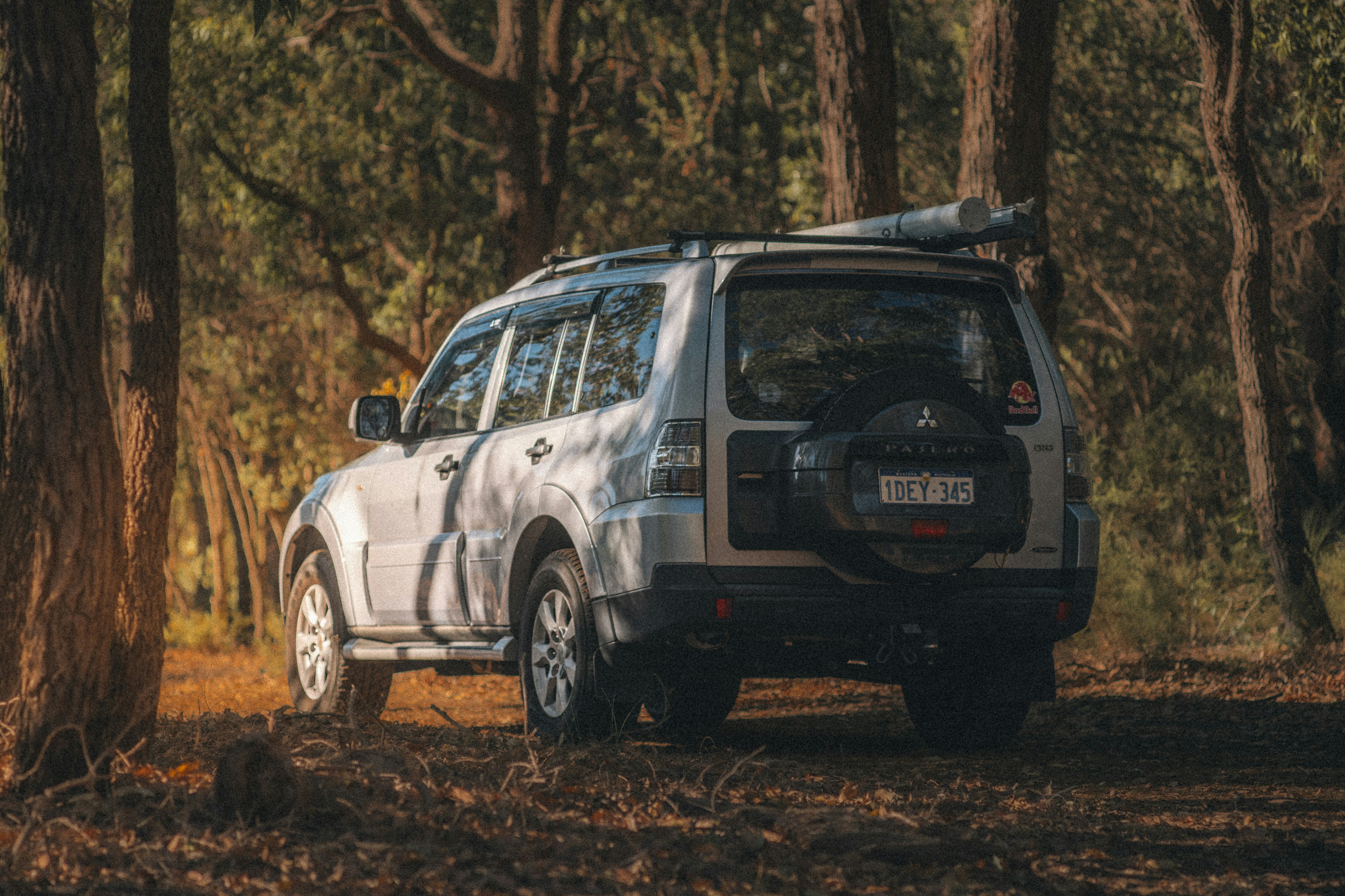 Forest Patrol: White SUV on a Quiet Pine Trail