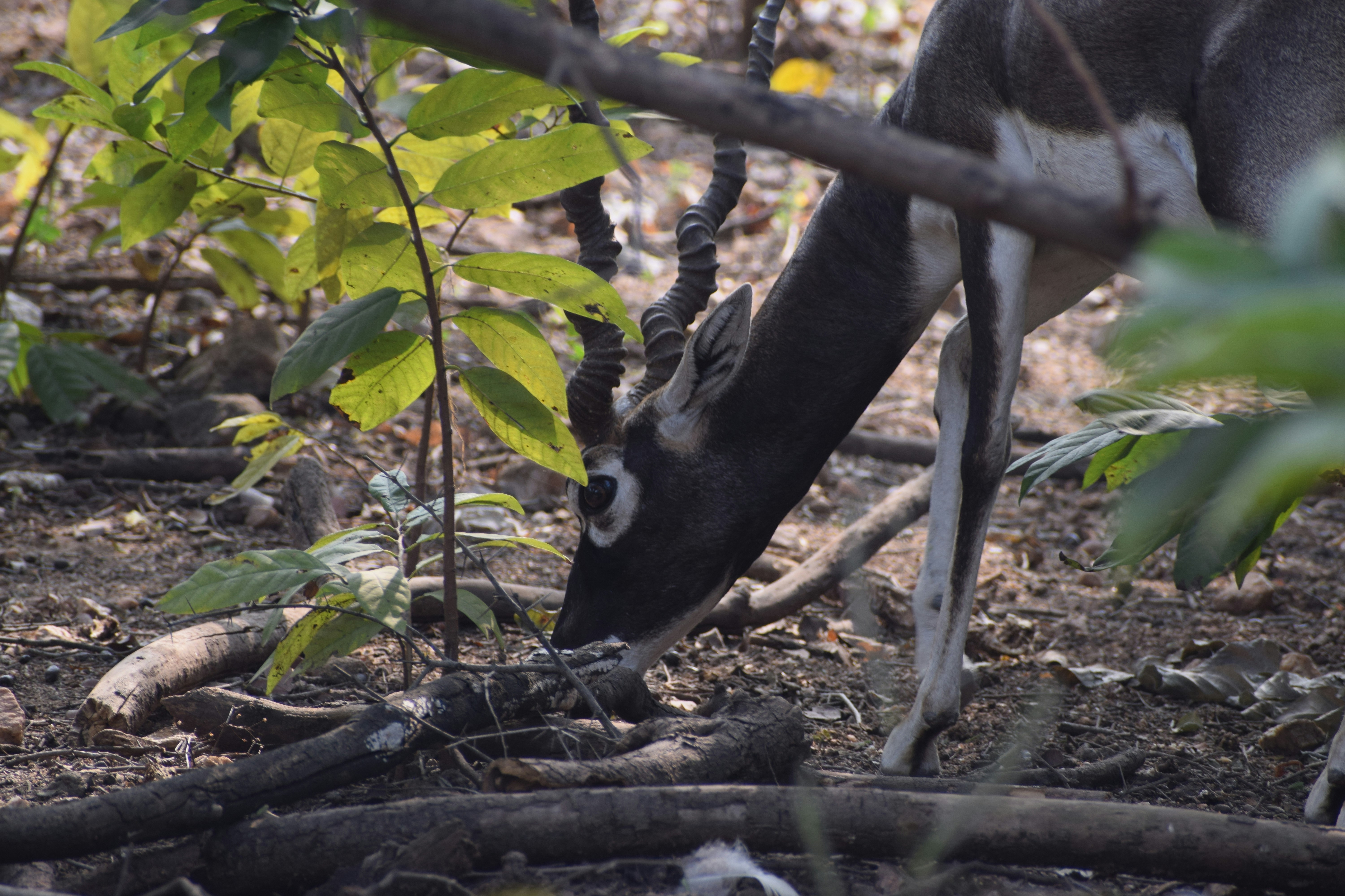 Hidden Stride: A Deer Foraging Under Branches