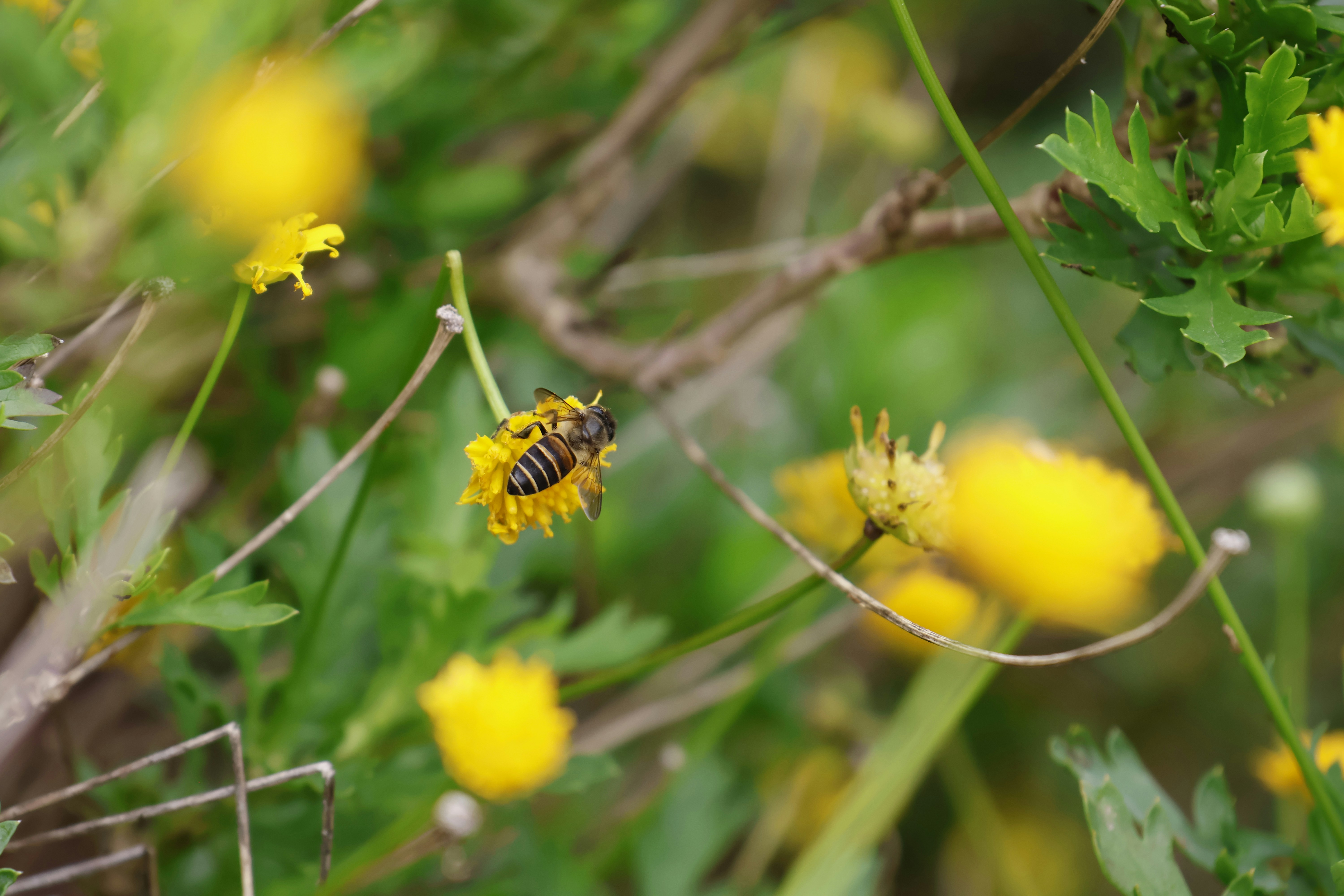 A bee collects nectar from a yellow flower.You Le