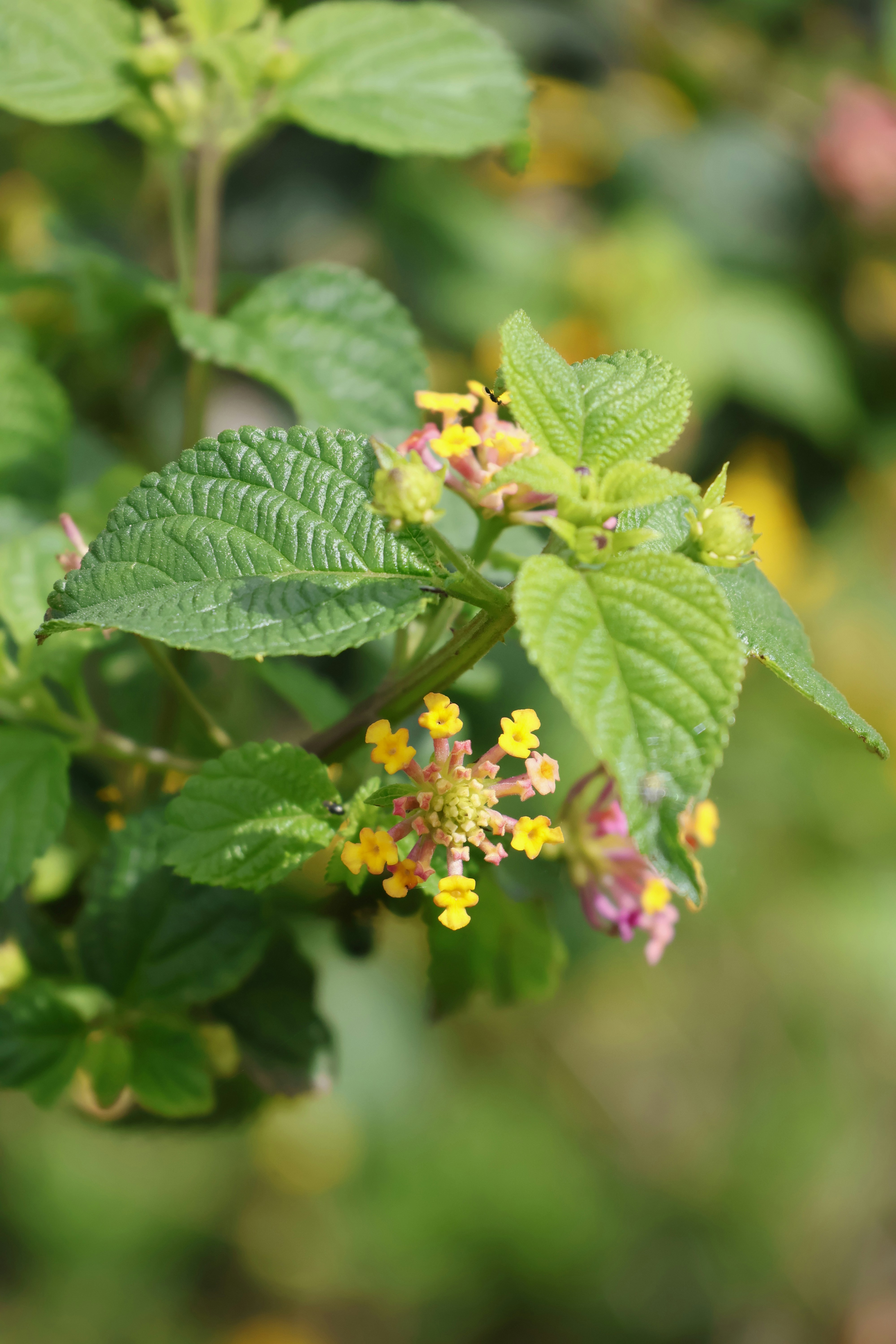 Bright Lantana Cluster in Soft Garden Blur