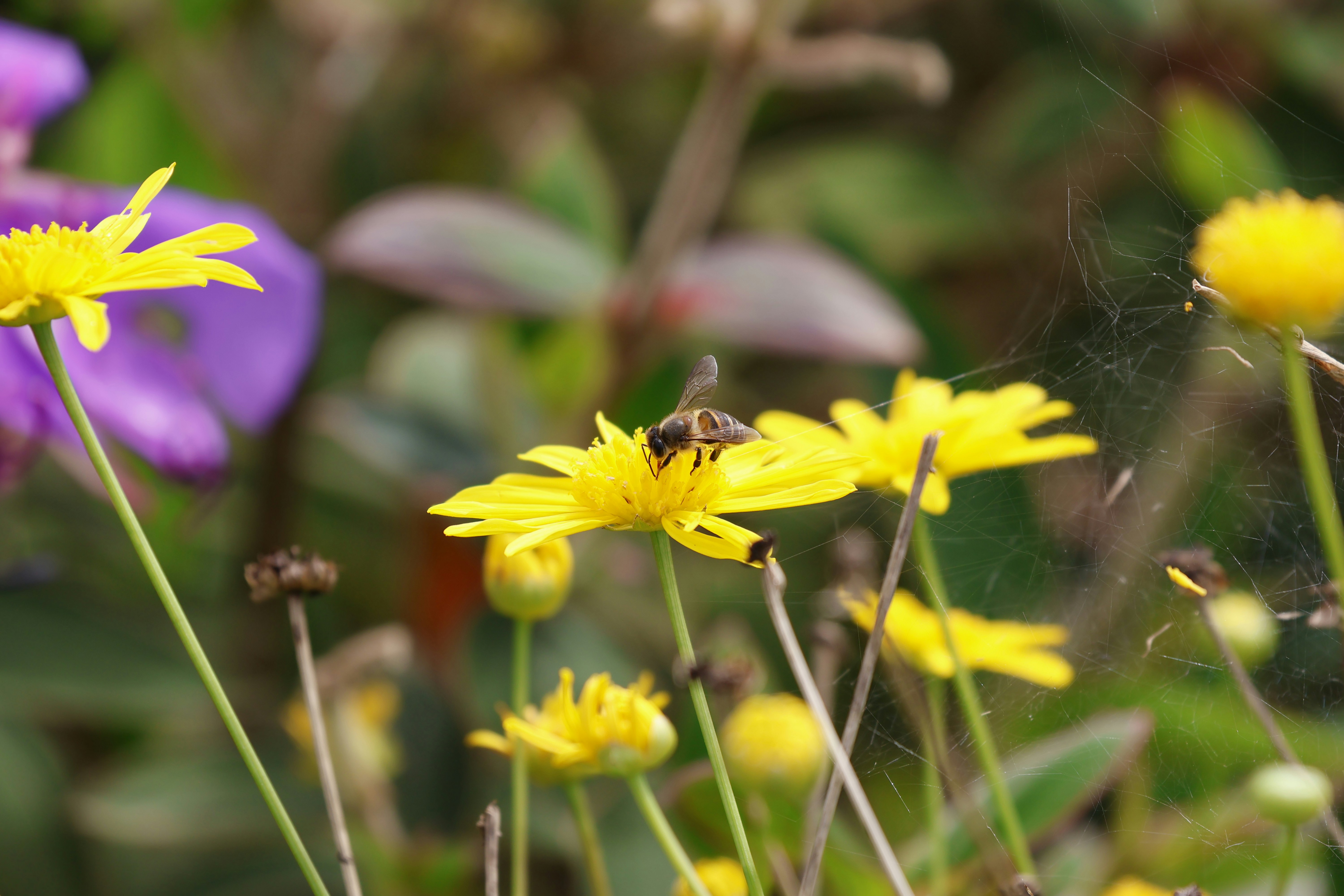 Bee on a sunny yellow bloom: a tiny world in focus