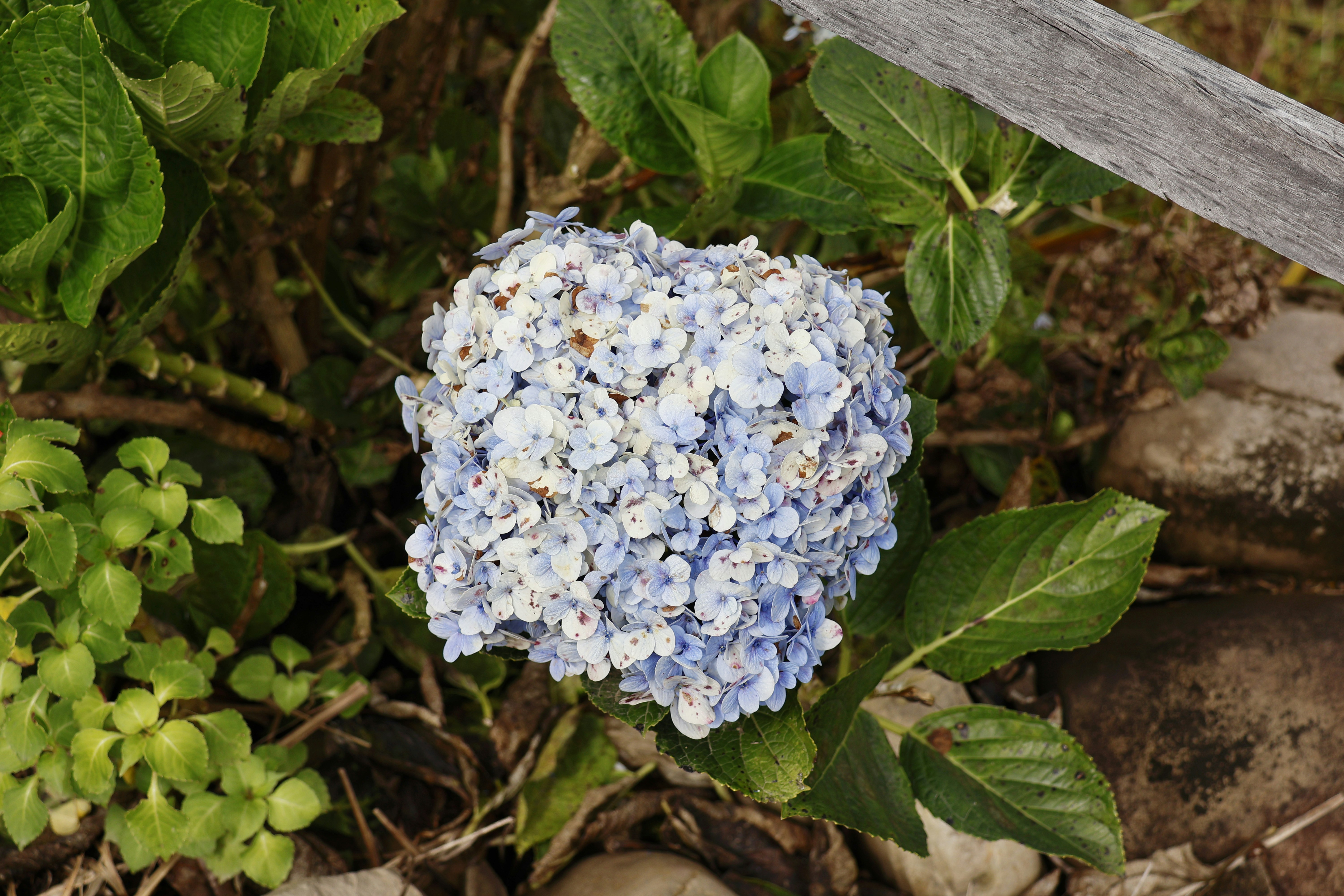 Blue Hydrangea Spotlight: Central Bloom Amid Greenery