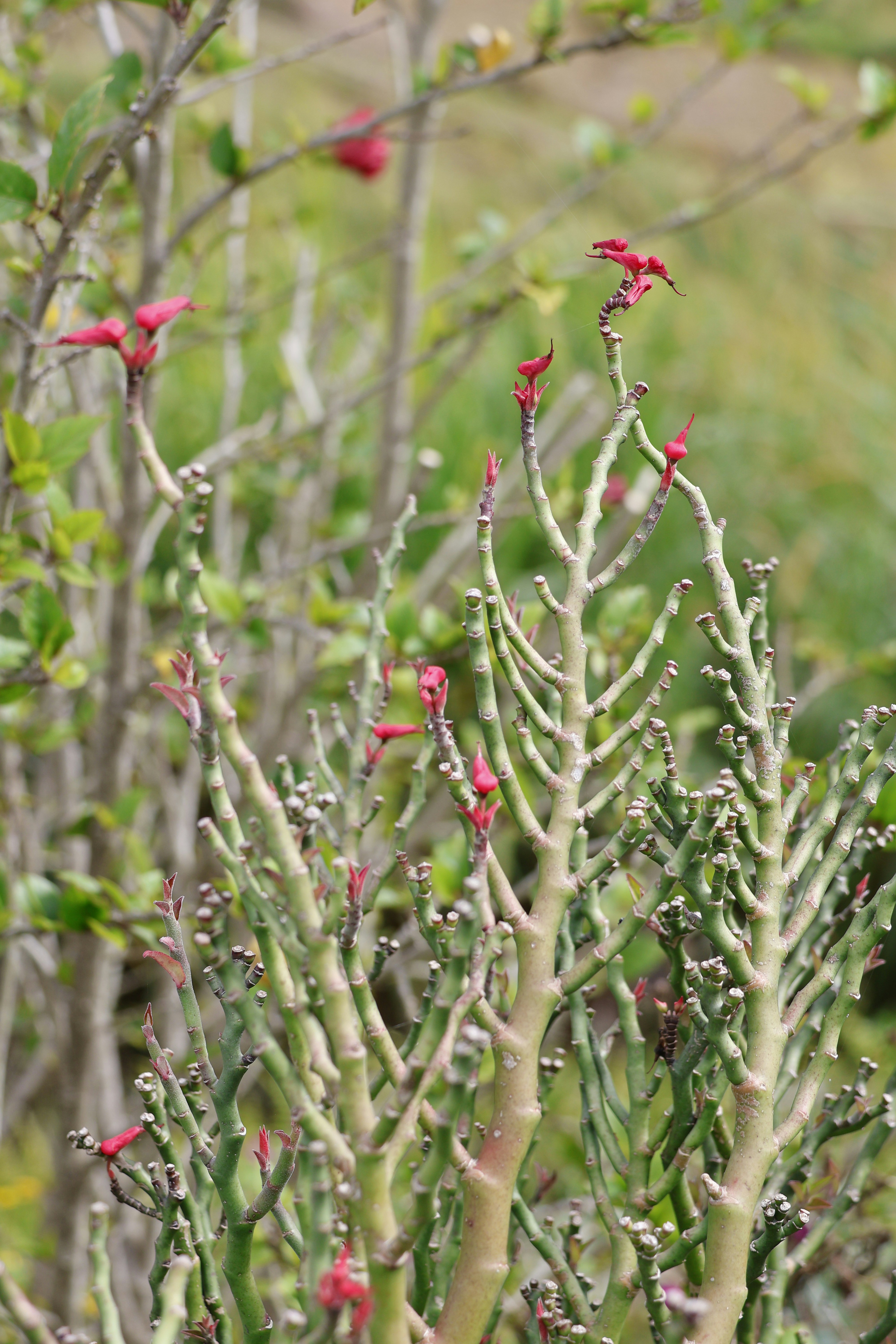 Red-tipped shoots reaching toward spring light