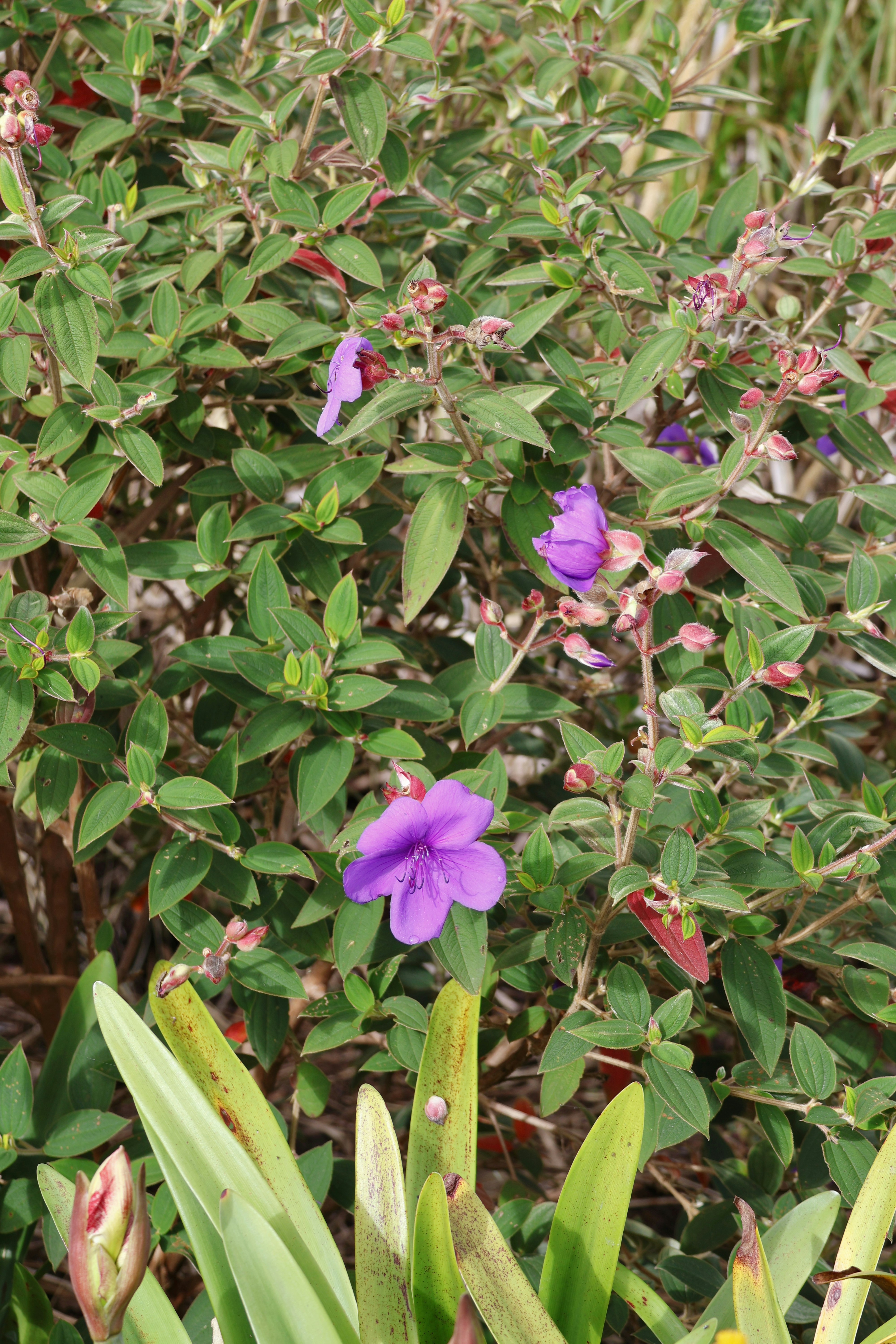 Violet blooms among glossy green shrubbery with emerging buds