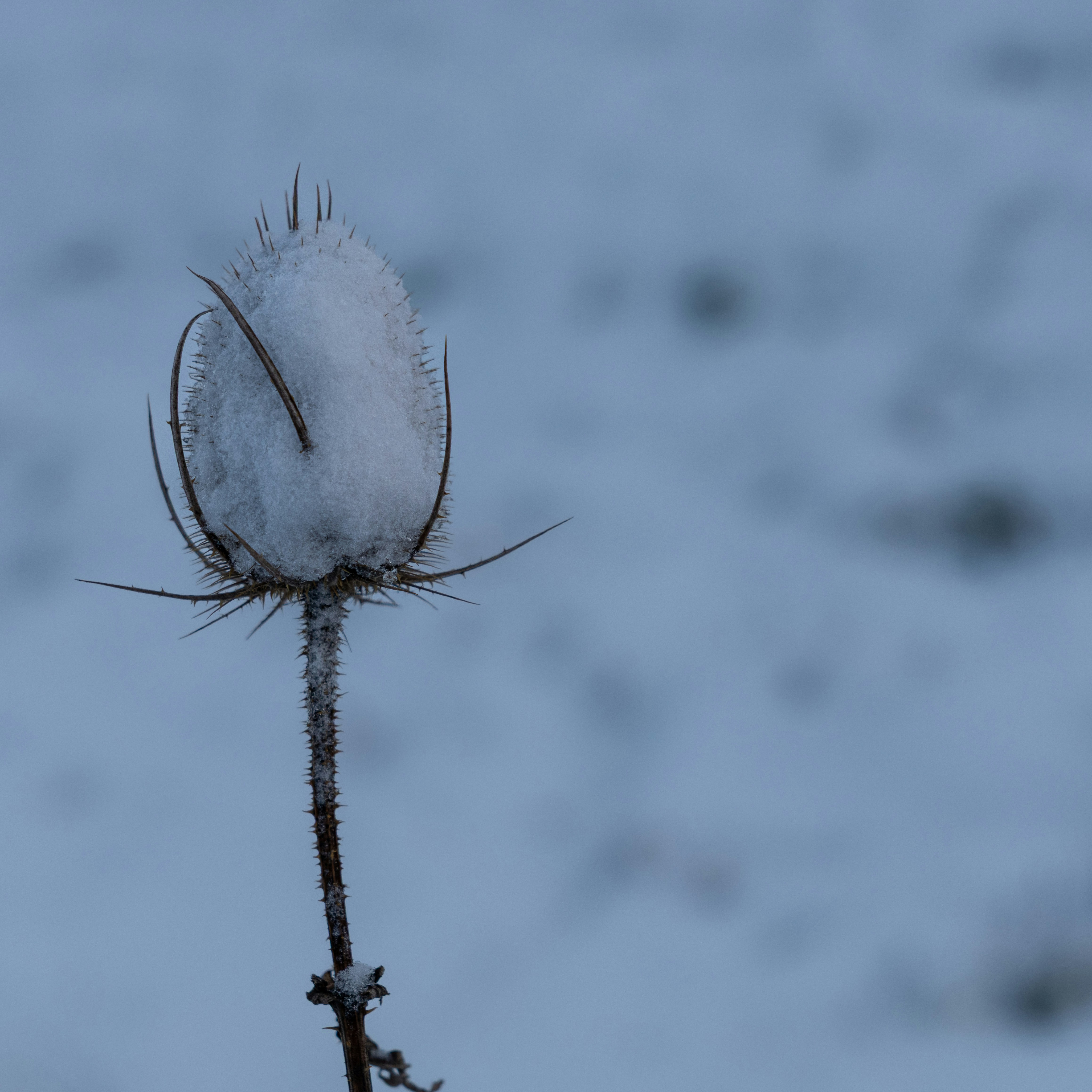 Snow-kissed Seed Head Reaches Toward a Quiet Winter Sky