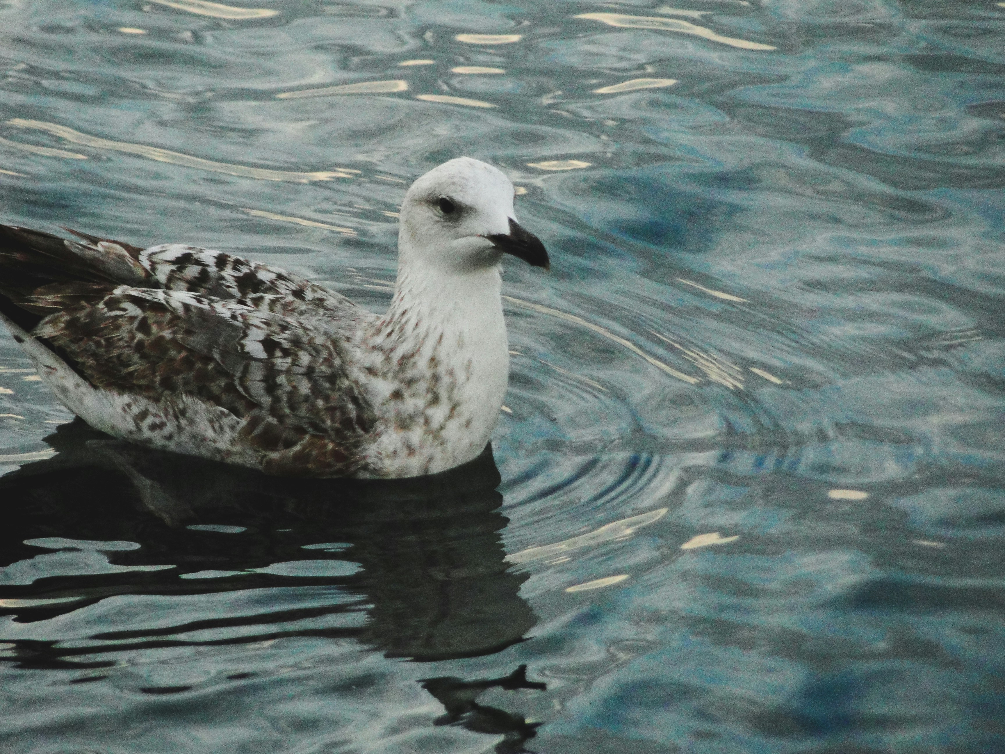 A seagull floats on rippling blue water.