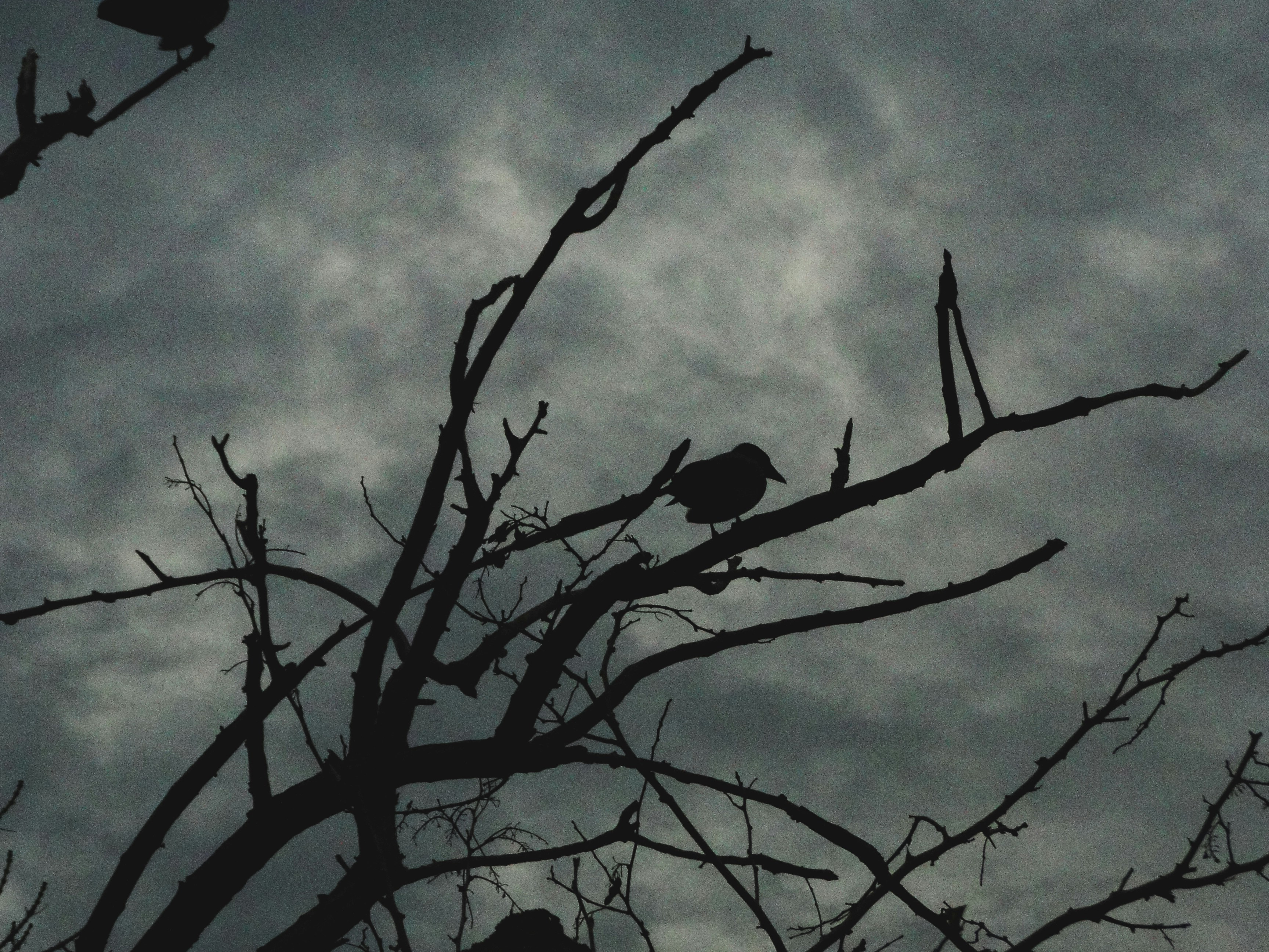 Silhouette of a bird perched on a bare tree branch.
