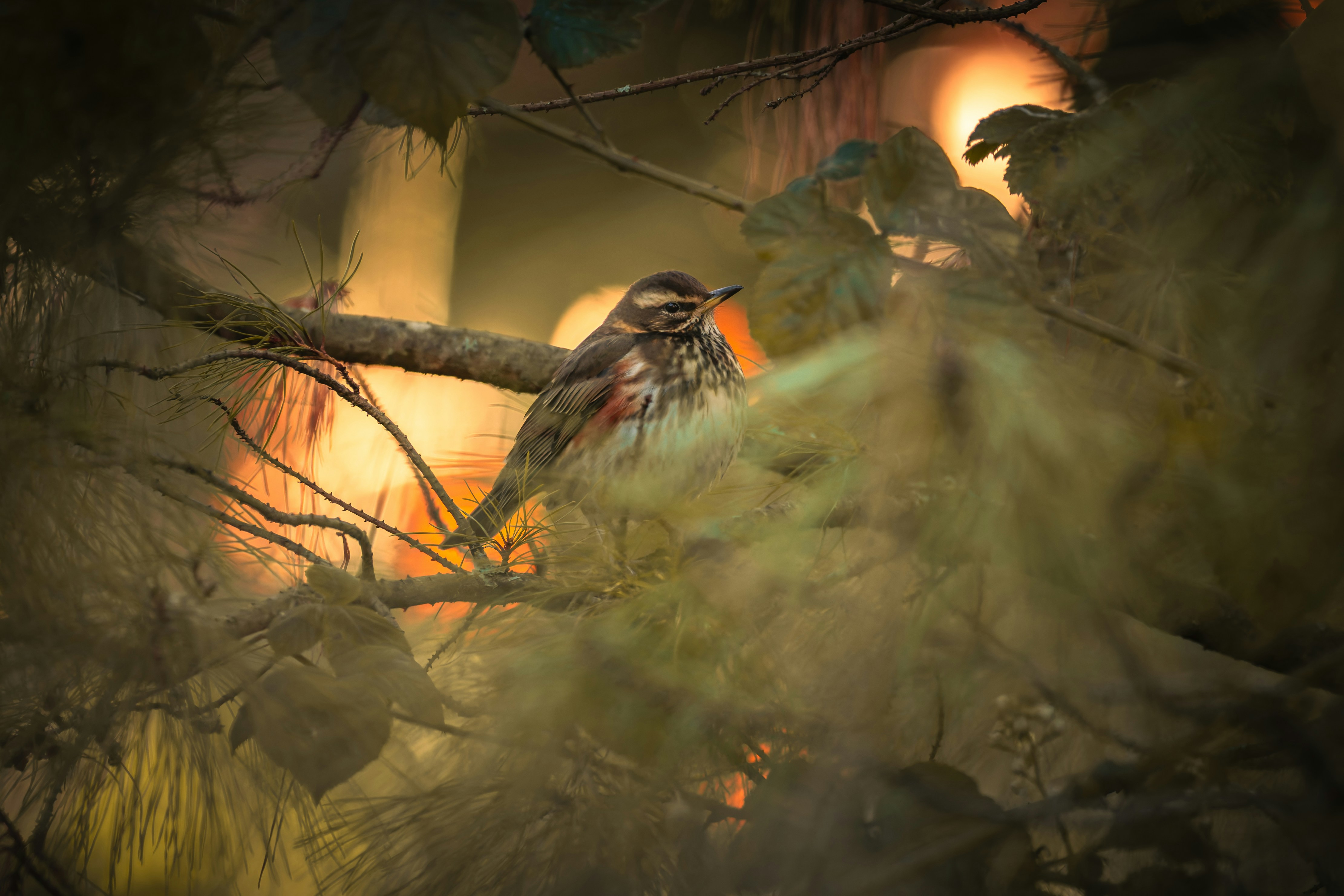 Low-lying Red-Breasted Sunbird in Dappled Forest Glow