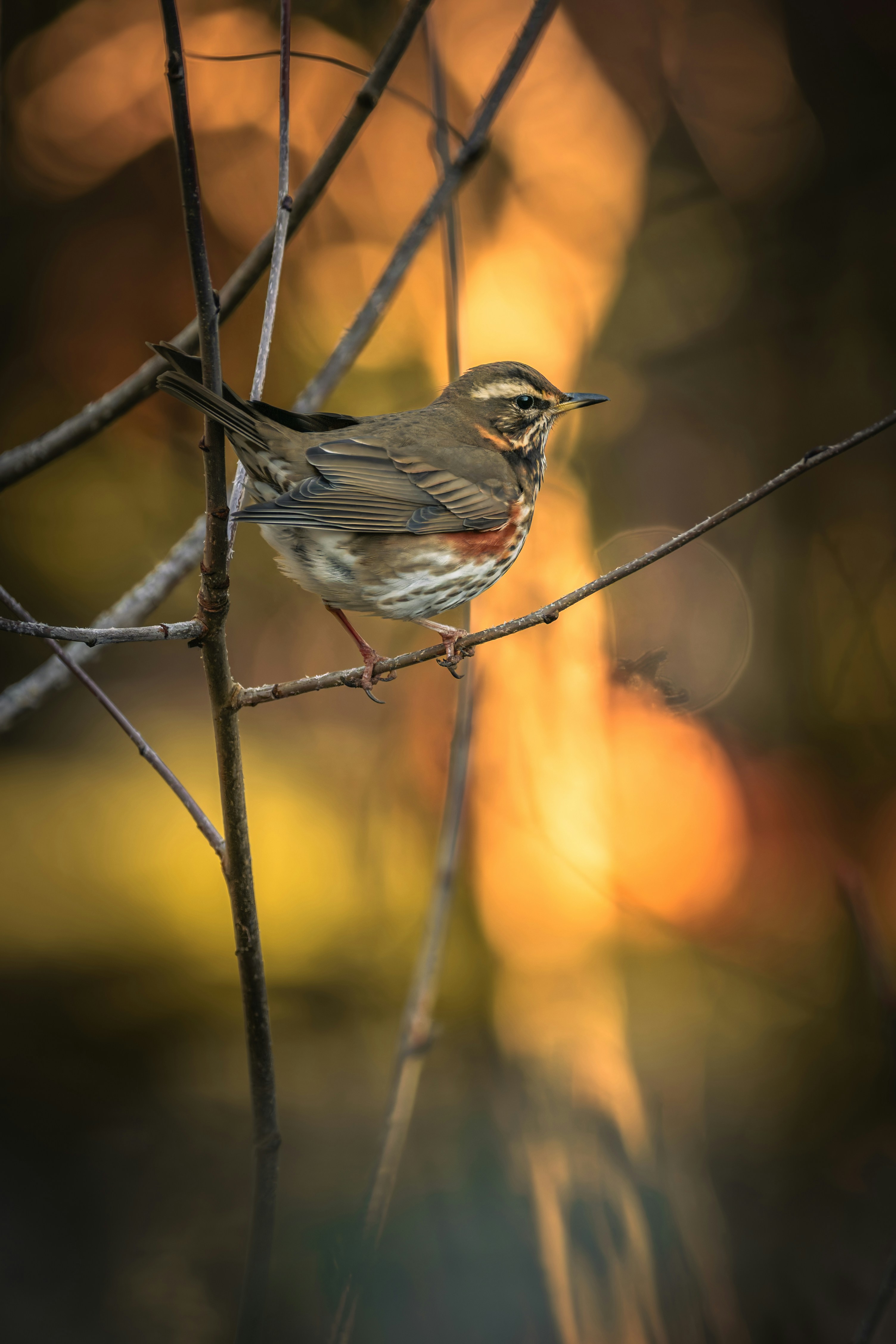 Scarlet-throated Warbler Perched in Autumn Light