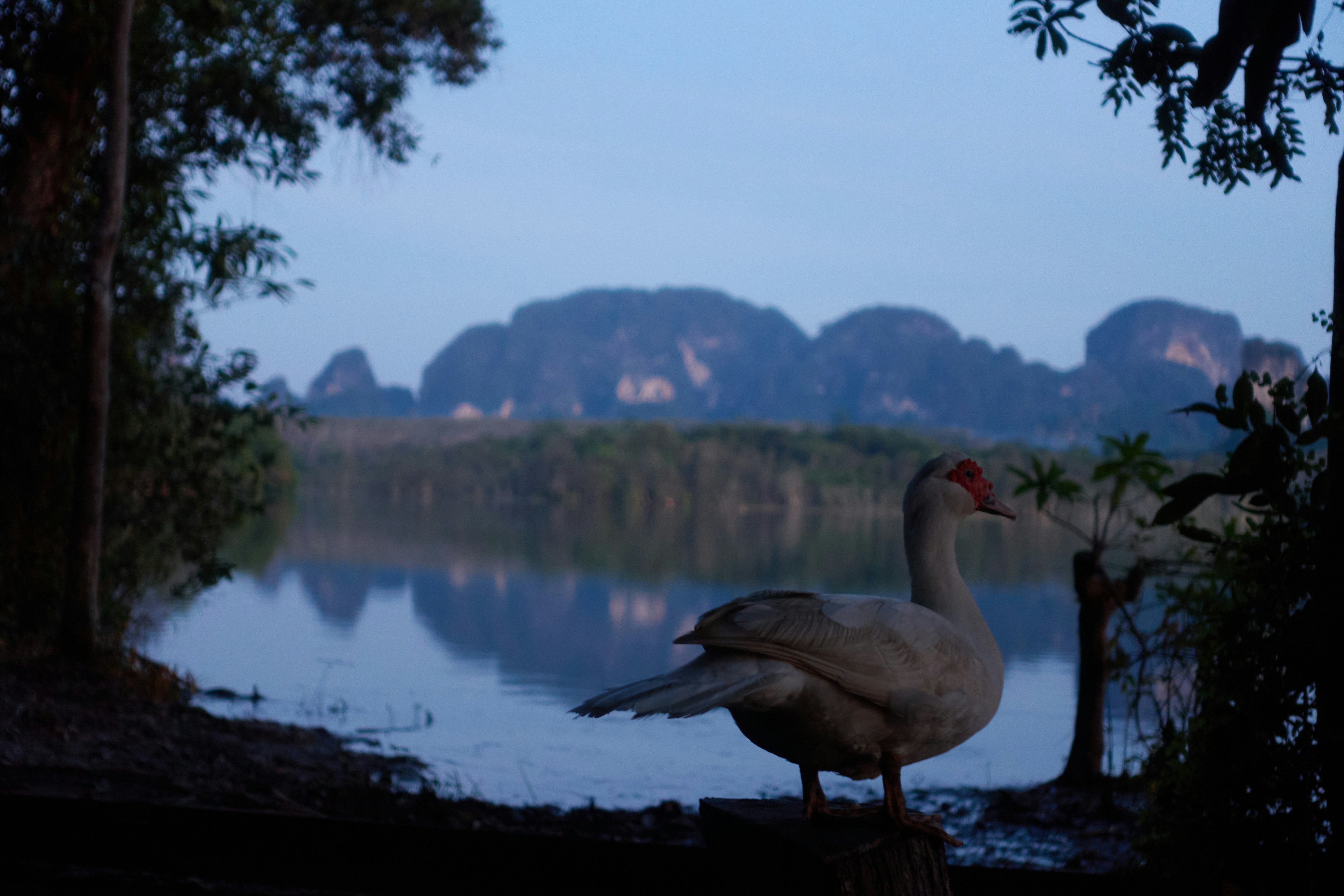 Distant karst silhouettes and a lone duck by the tranquil lakeside