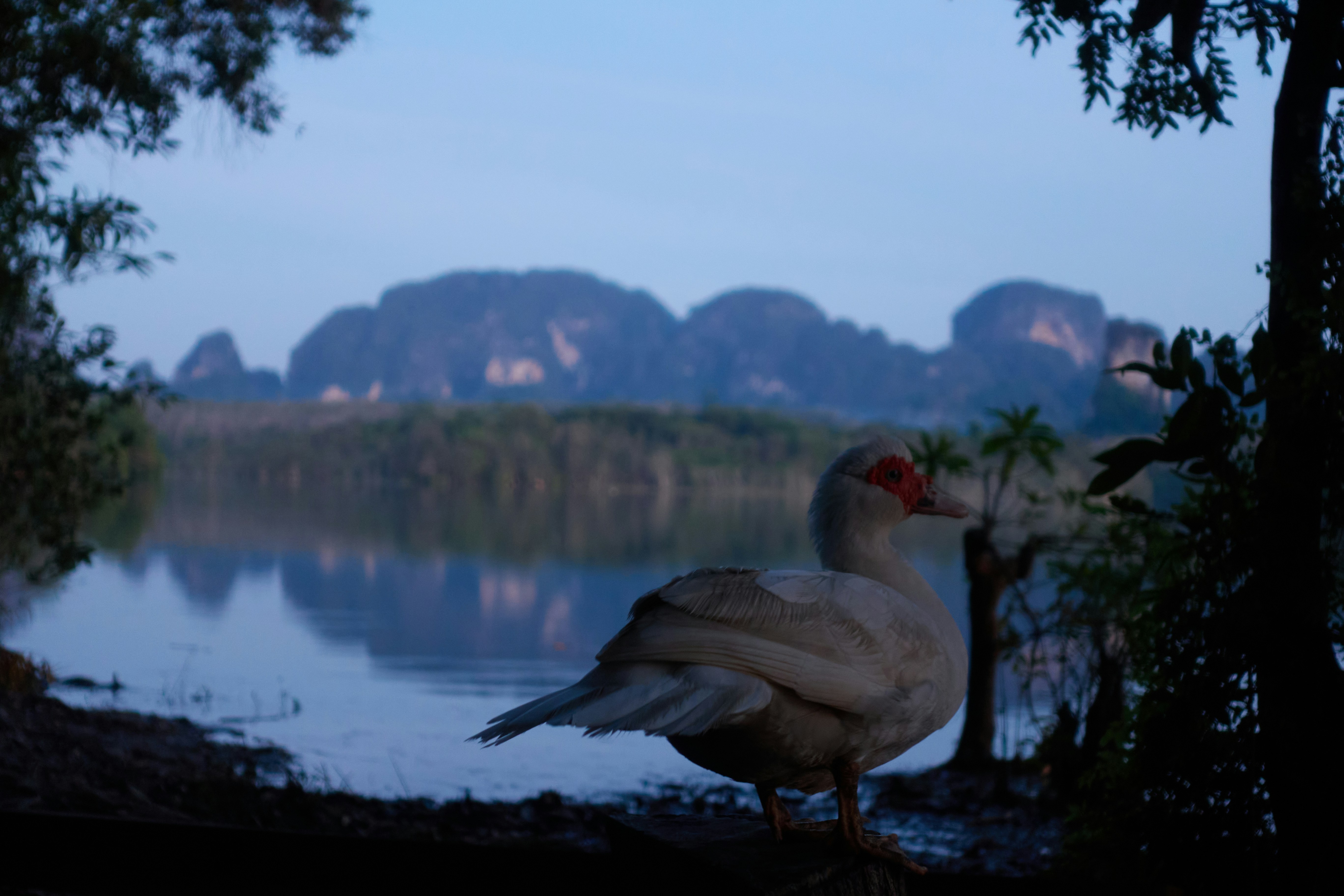 Quiet Lake Dawn: A White Duck At the Water's Edge