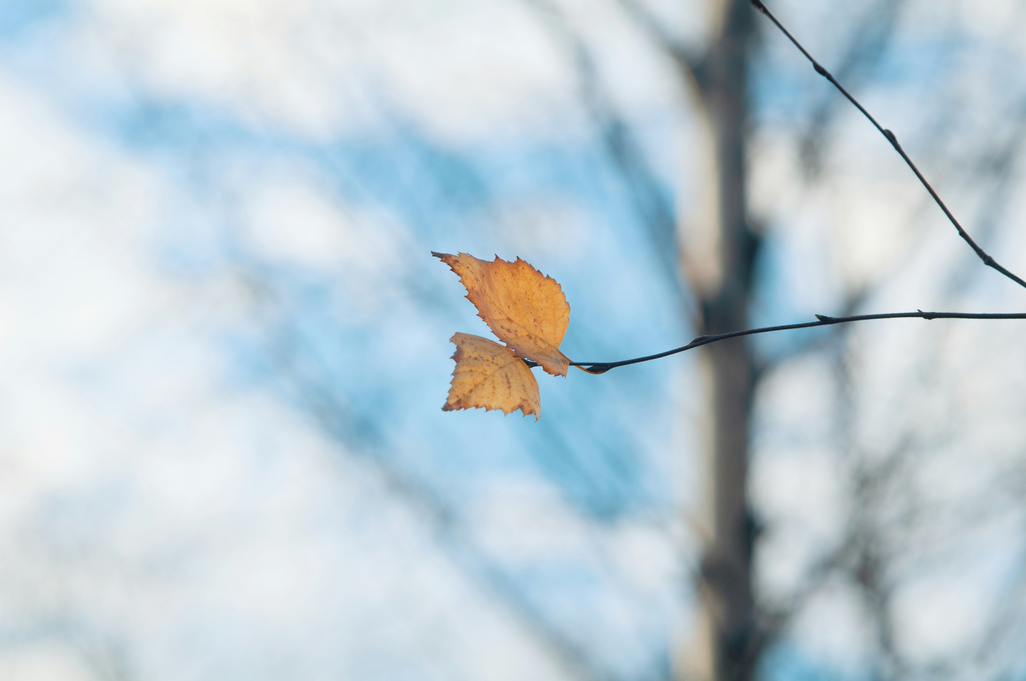 Autumn Leaf in Focus on a Narrow Branch