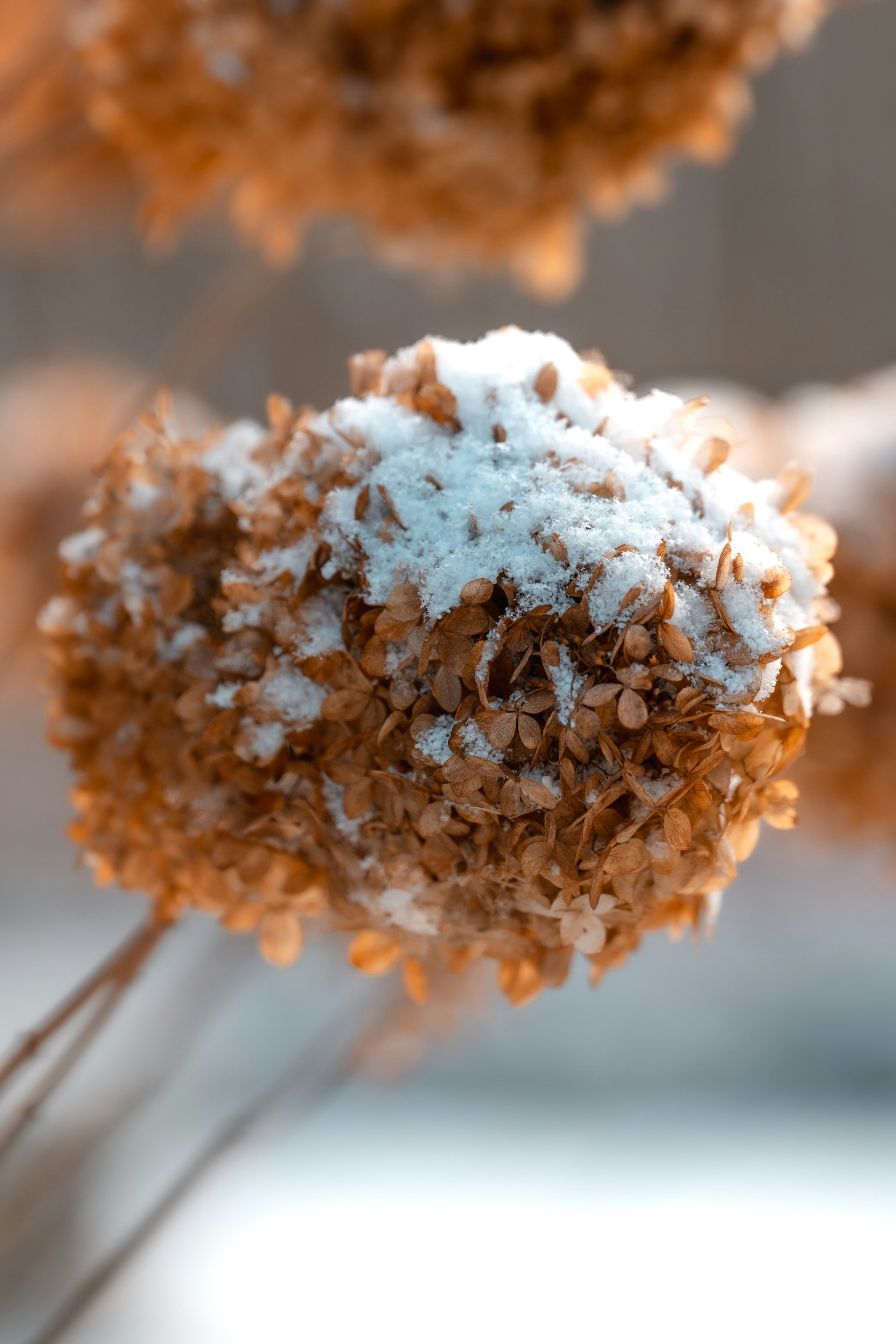 Snow-kissed Hydrangea Seed Heads