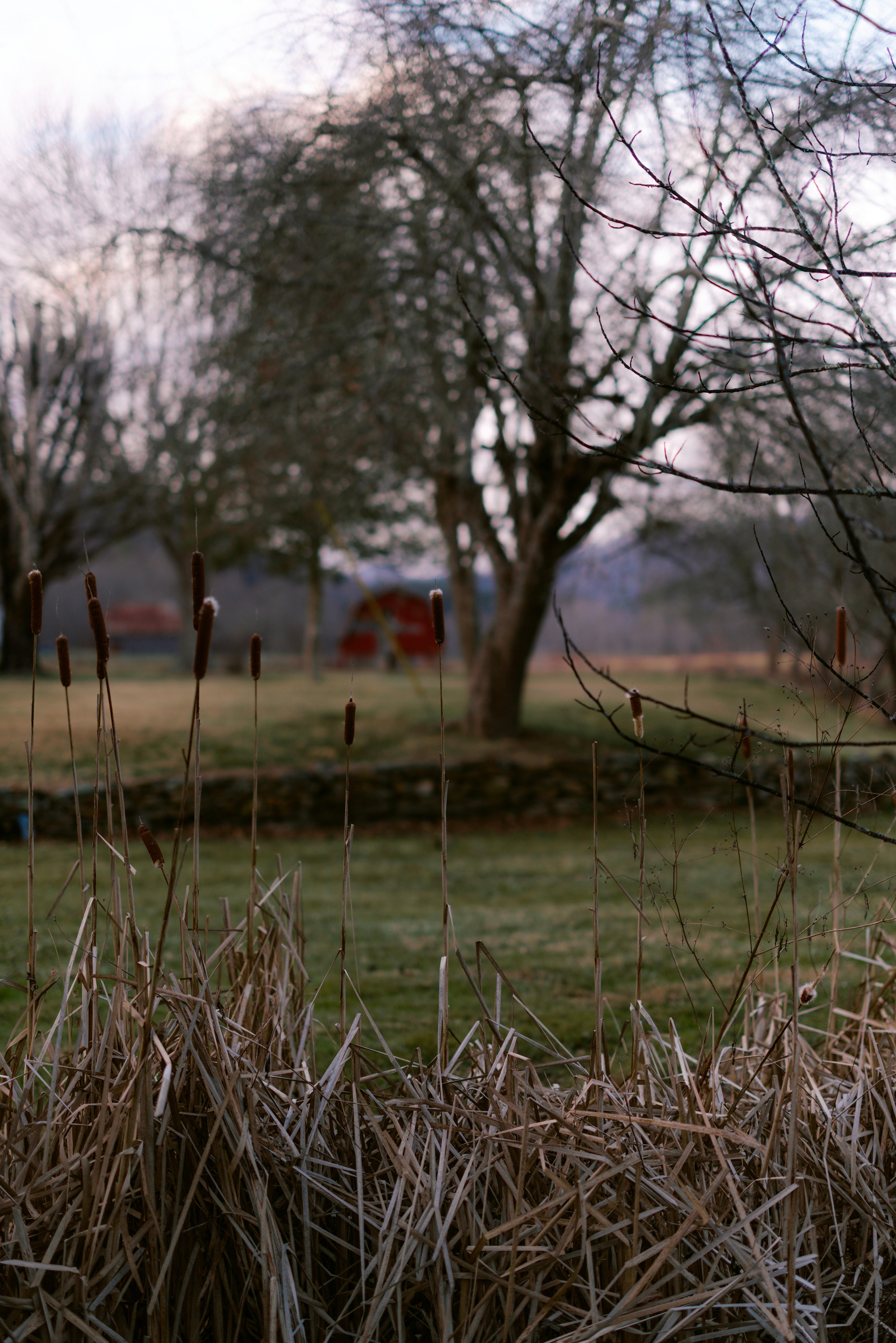 Winter Meadow Fronds: A Quiet Field With Reeds and Bare Trees