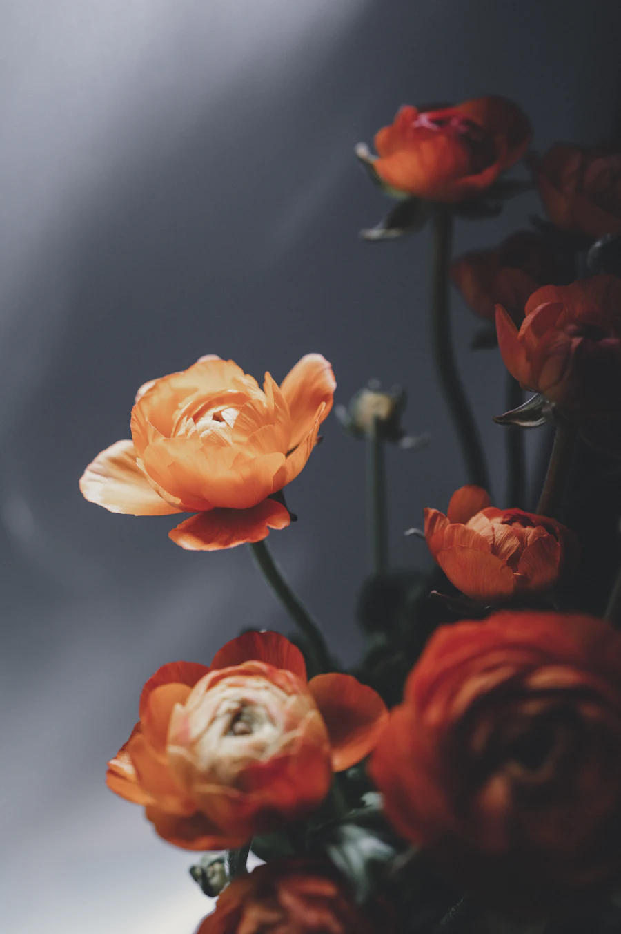 Vibrant orange ranunculus blooms rise from a dark, softly lit background with dramatic contrast and shallow depth, emphasizing texture and form as petals catch muted highlights.