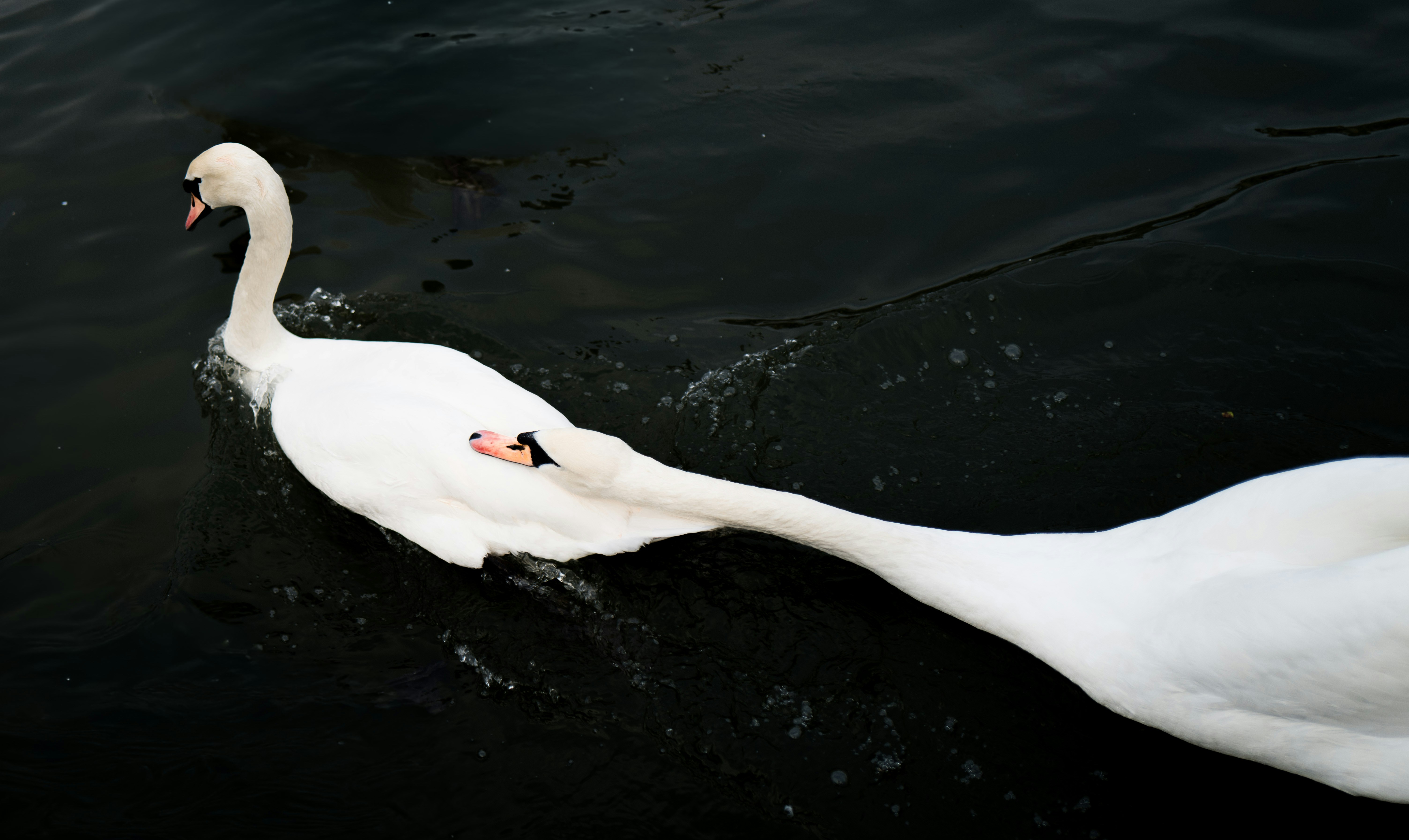 Twin Swans in Calm Dark Waters