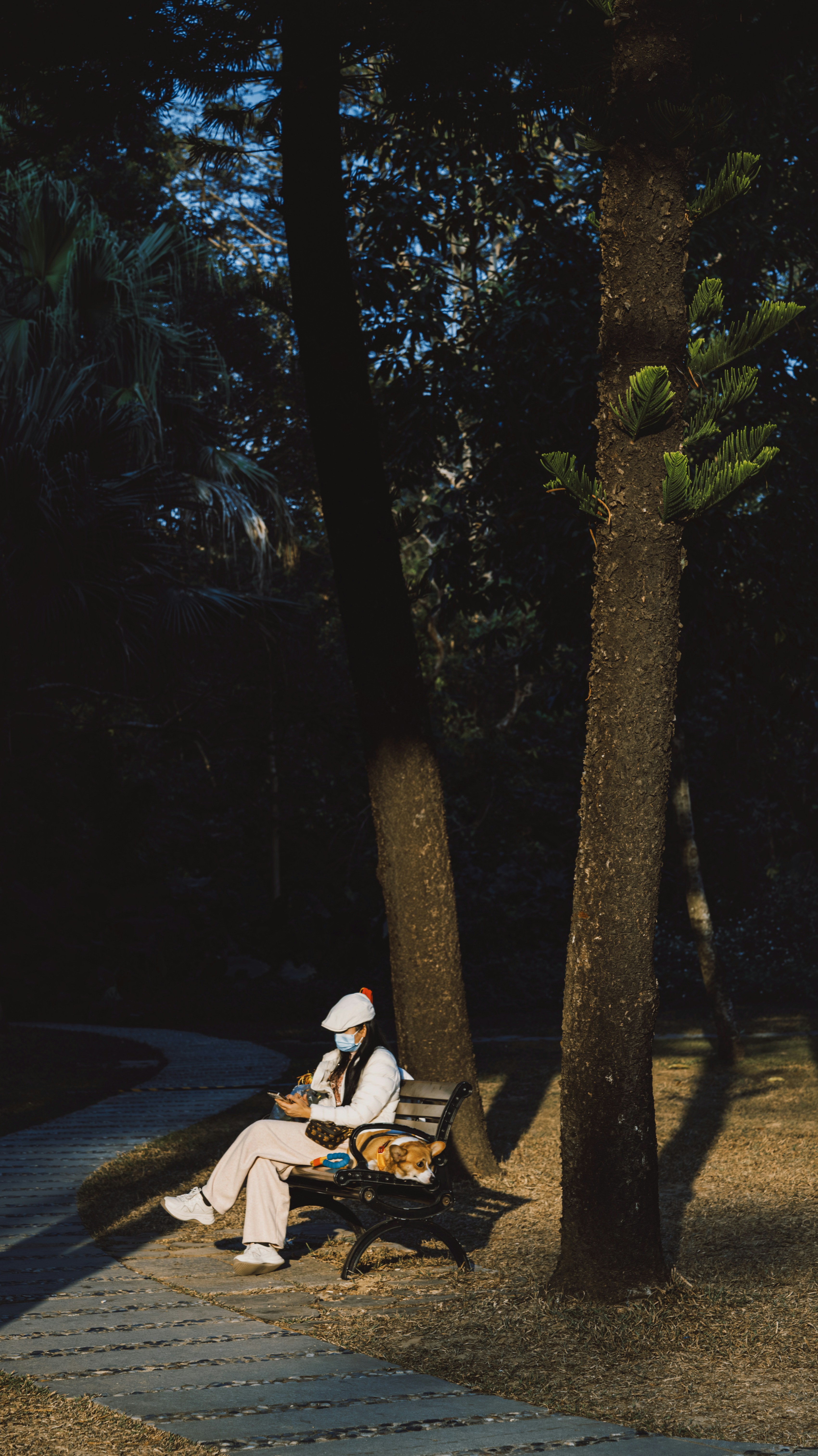 Quiet Park Bench: A Moment in Dappled Light
