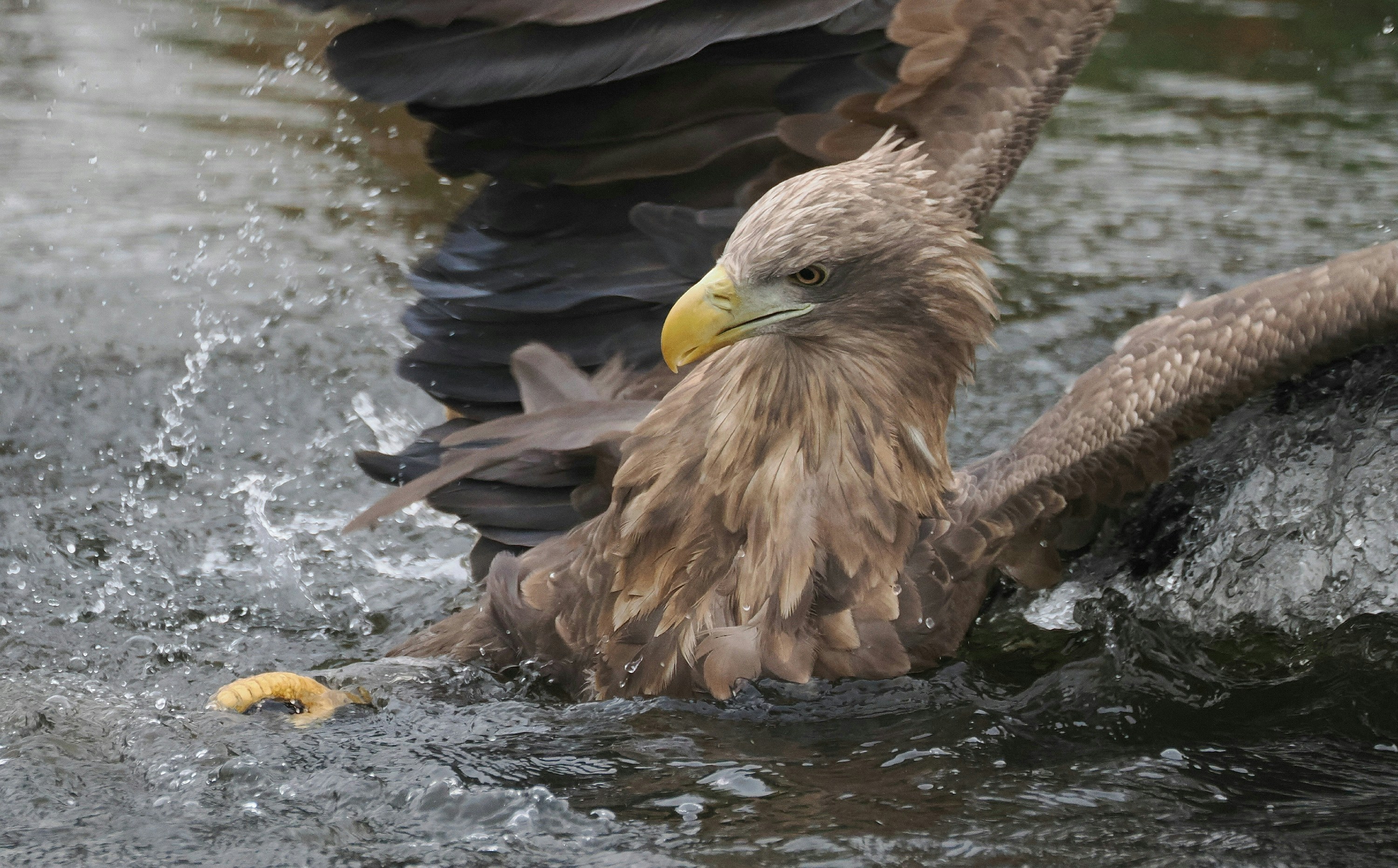 Raptor in Ripples: A Stuttering Pause as Talons Grapple for a Drink