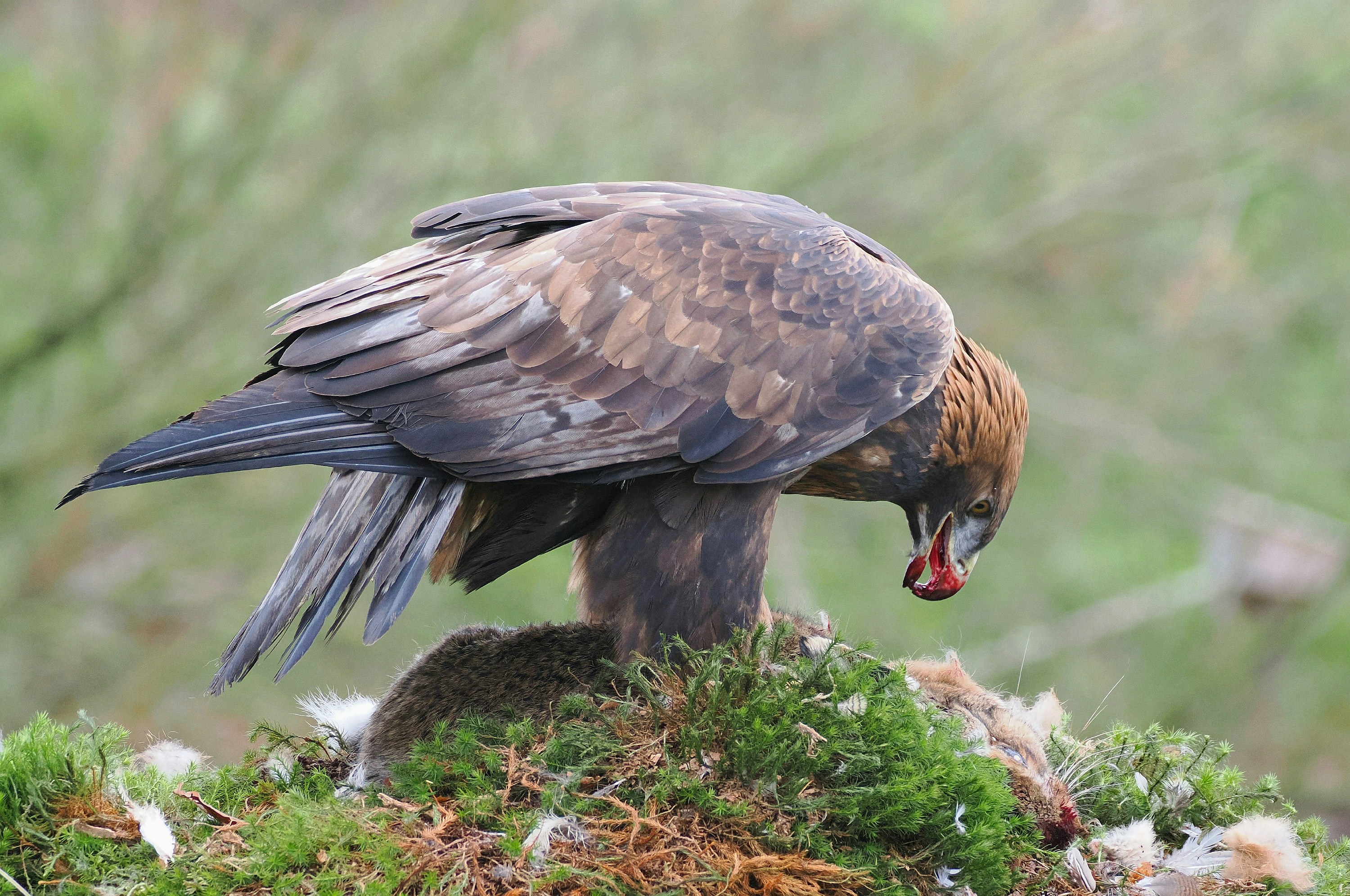Red-tailed raptor foregrounded on mossy perch with prey