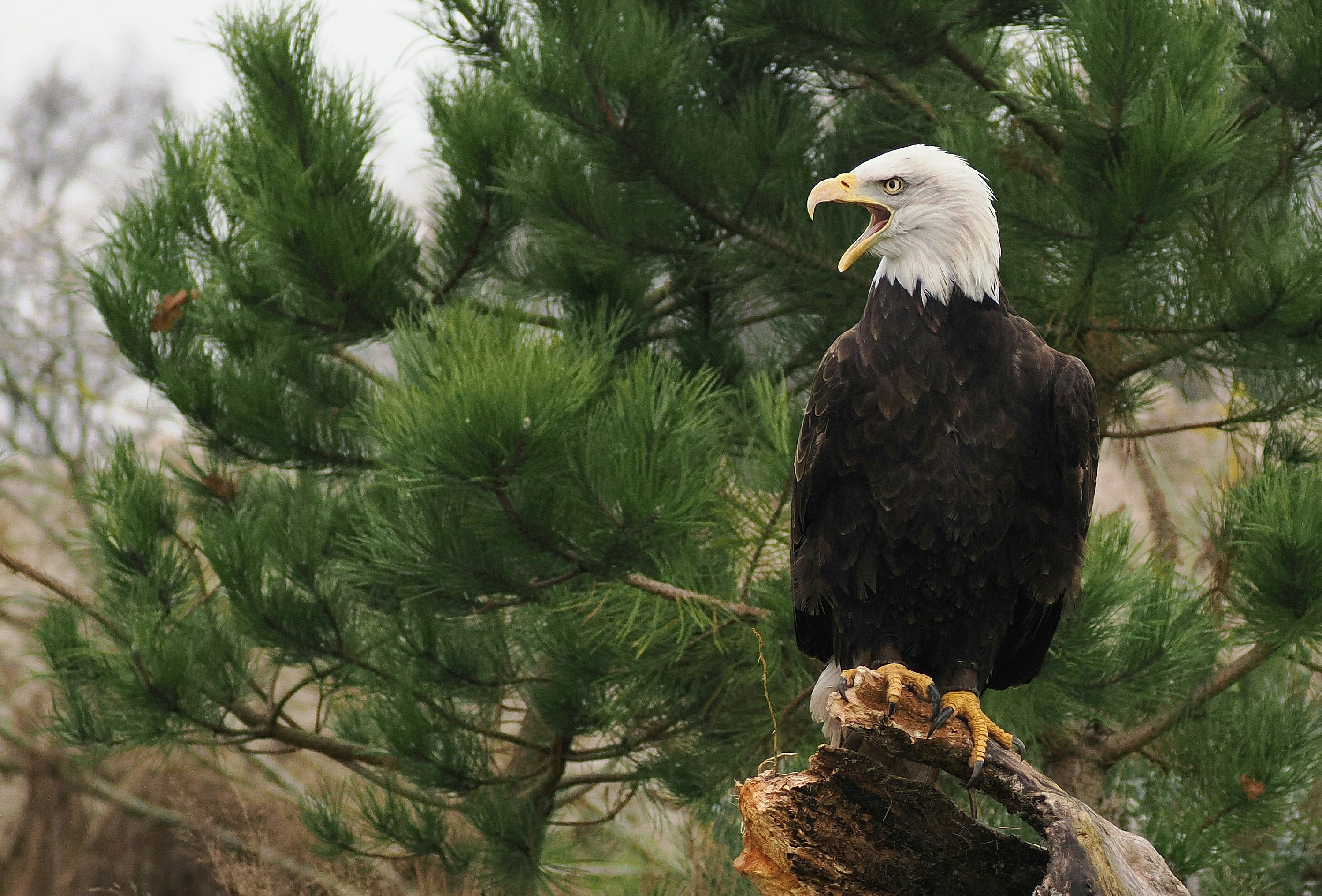 Majestic Guardian: Bald Eagle Perched Amid Pine Boughs