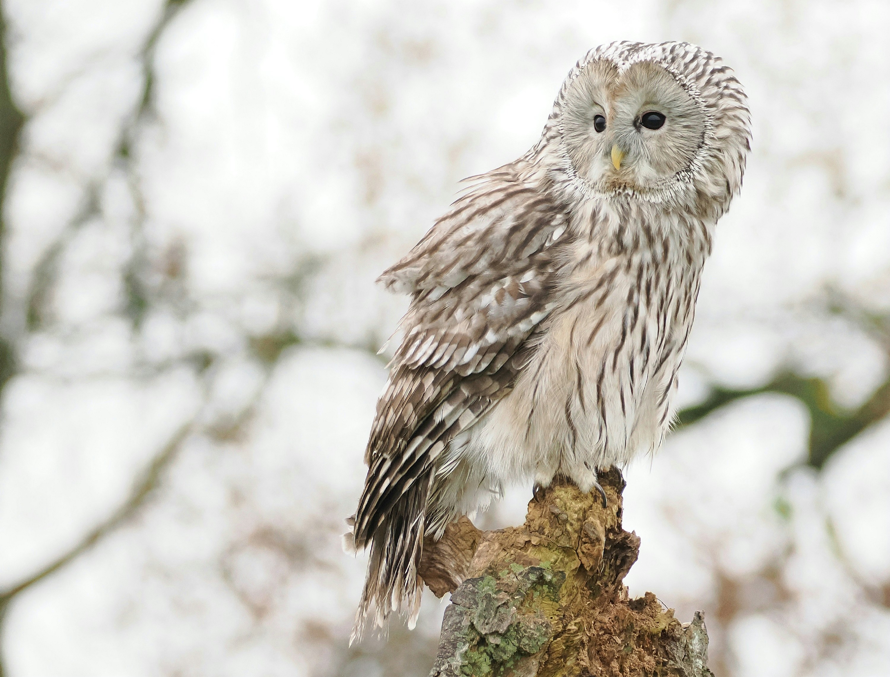 Perched in Soft Snow, an Owl Scans the Quiet Woodland