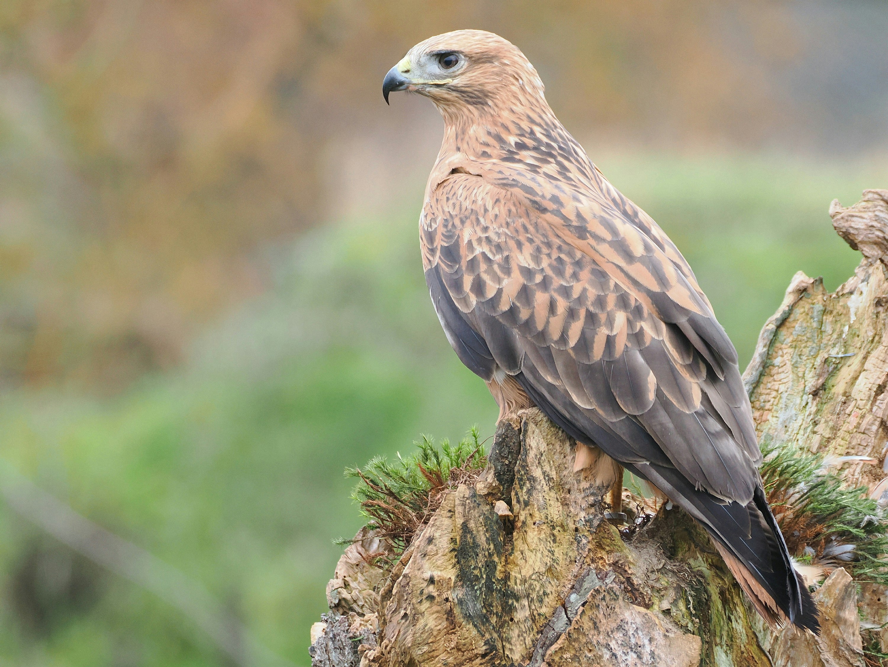 Raptor on a Weathered Post: Quiet Vigil Over Fall Terrain