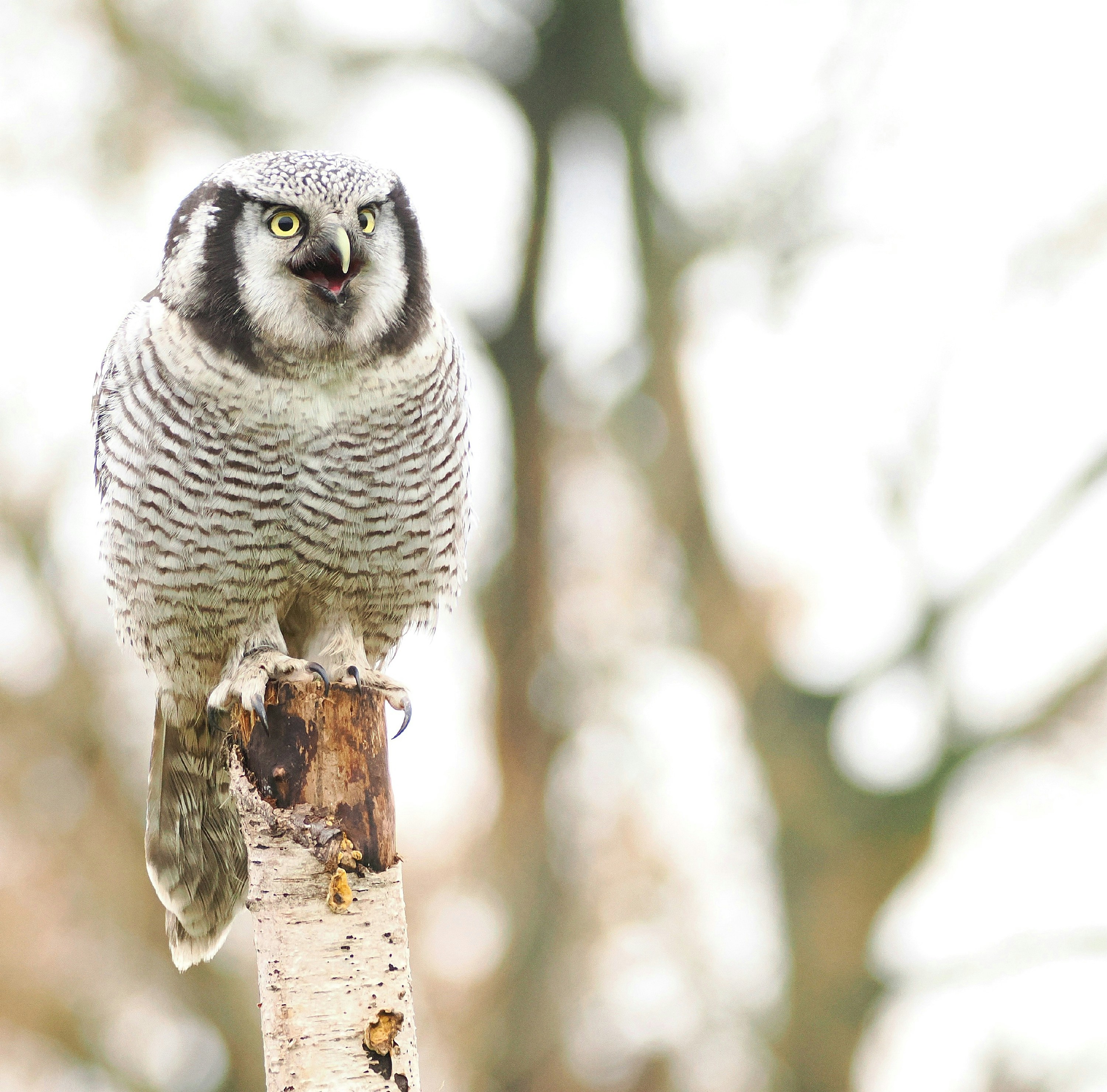 Nocturnal Gaze: Owl Perched on a Barky Stump