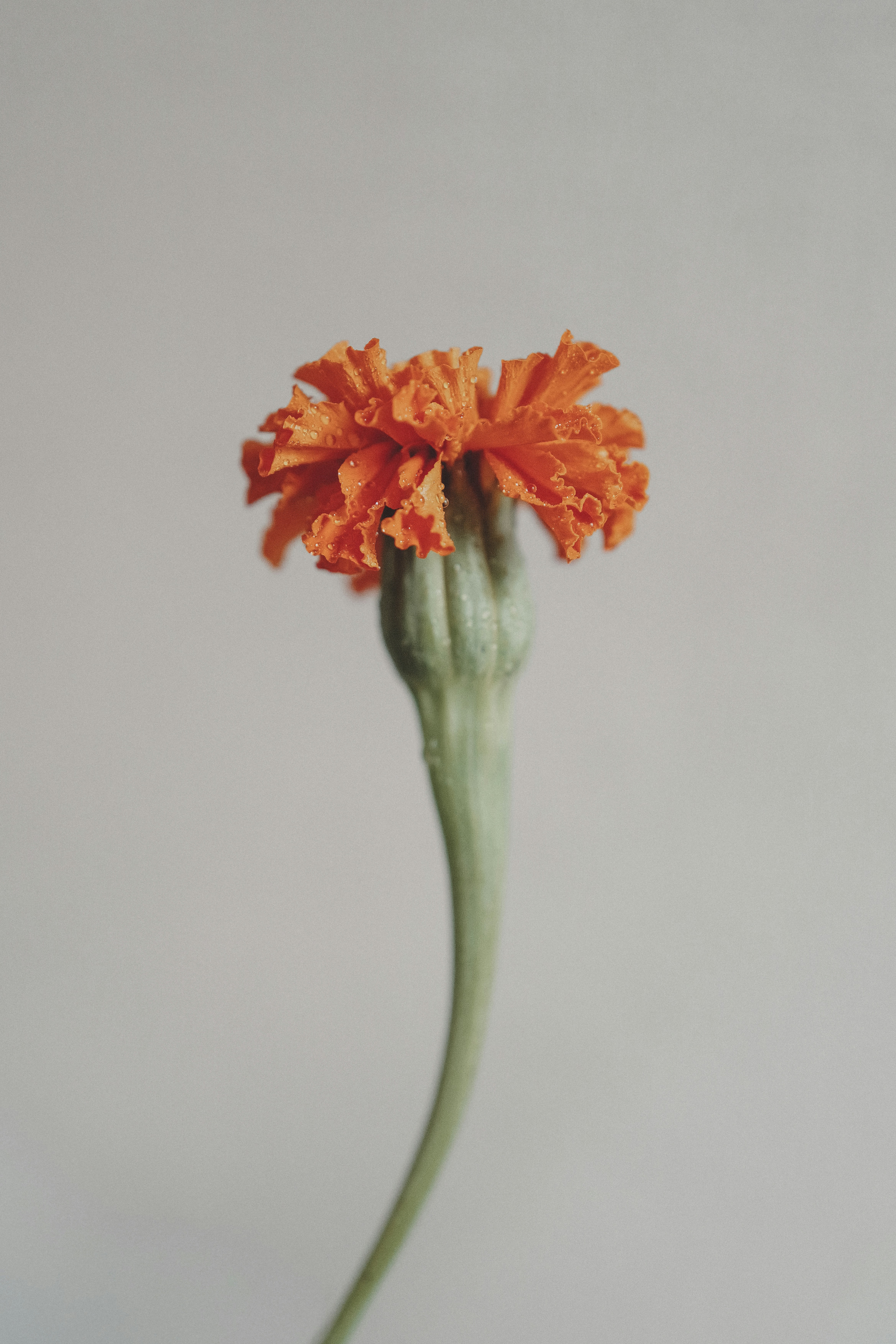 A single orange marigold flower with a bud photo – Free Texture Image ...
