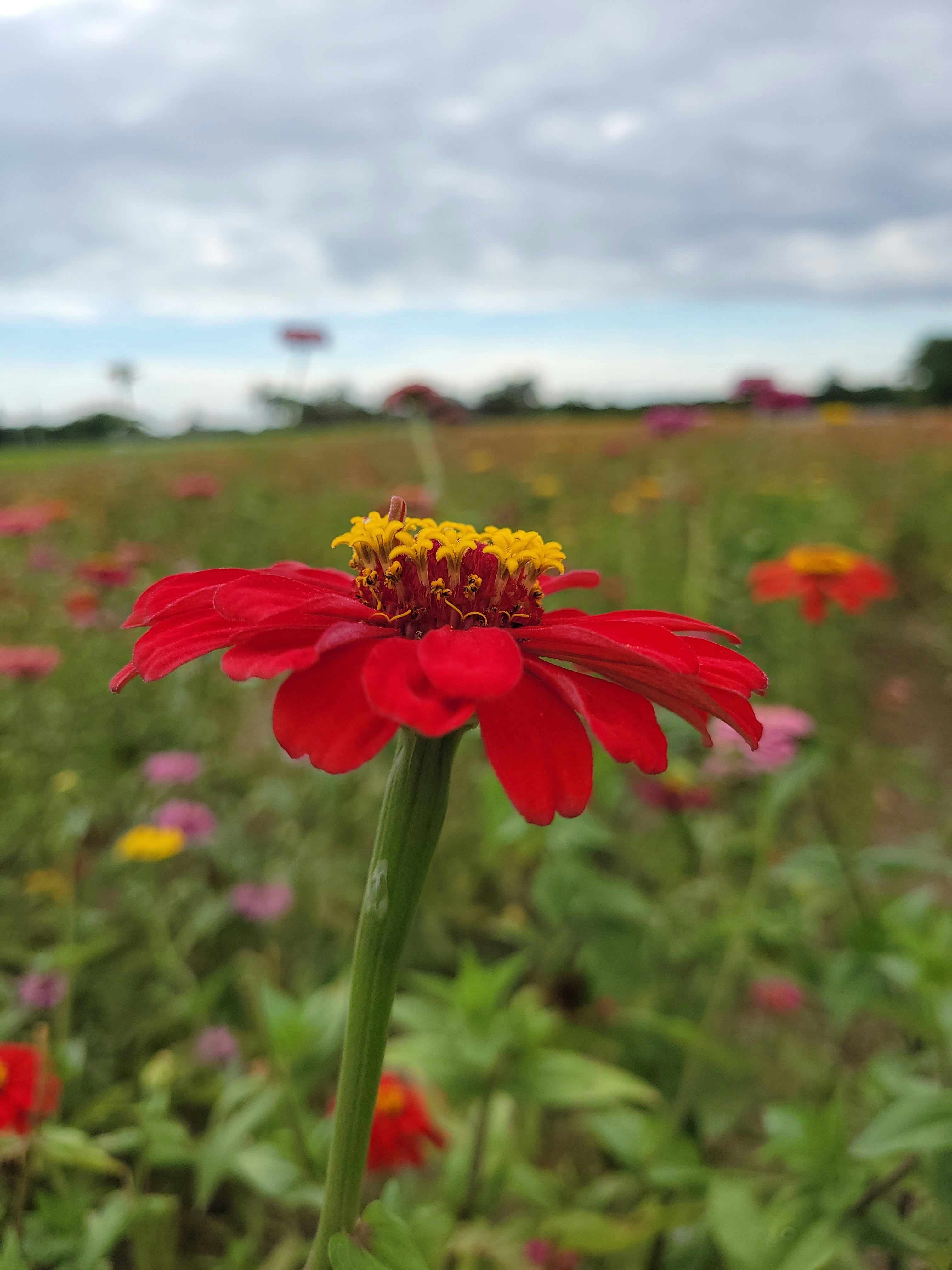 Red Zinnia in Focus: A Field of Color under a Cloudy Sky
