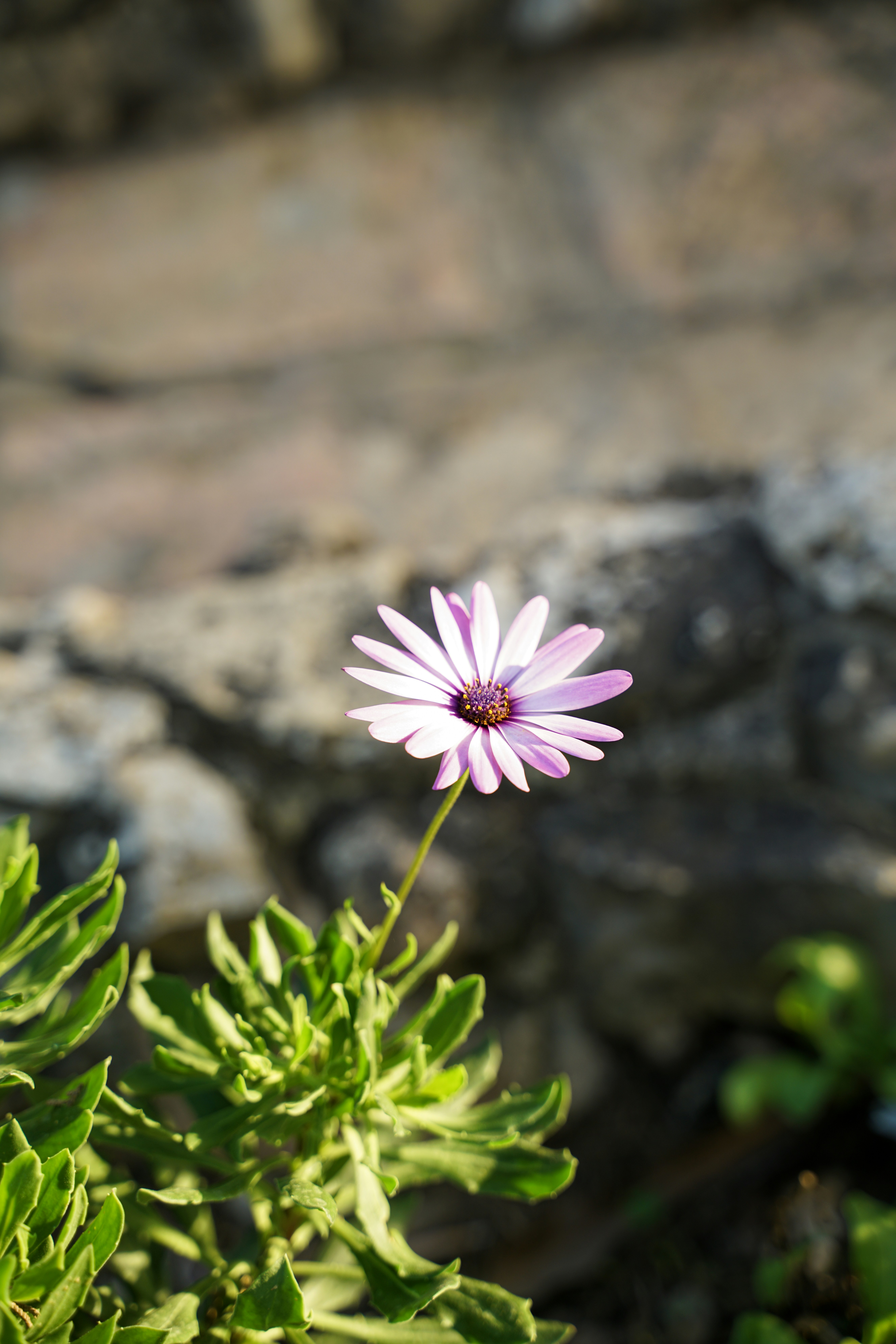 Delicate Pink Daisy Amid Stone and Greenery
