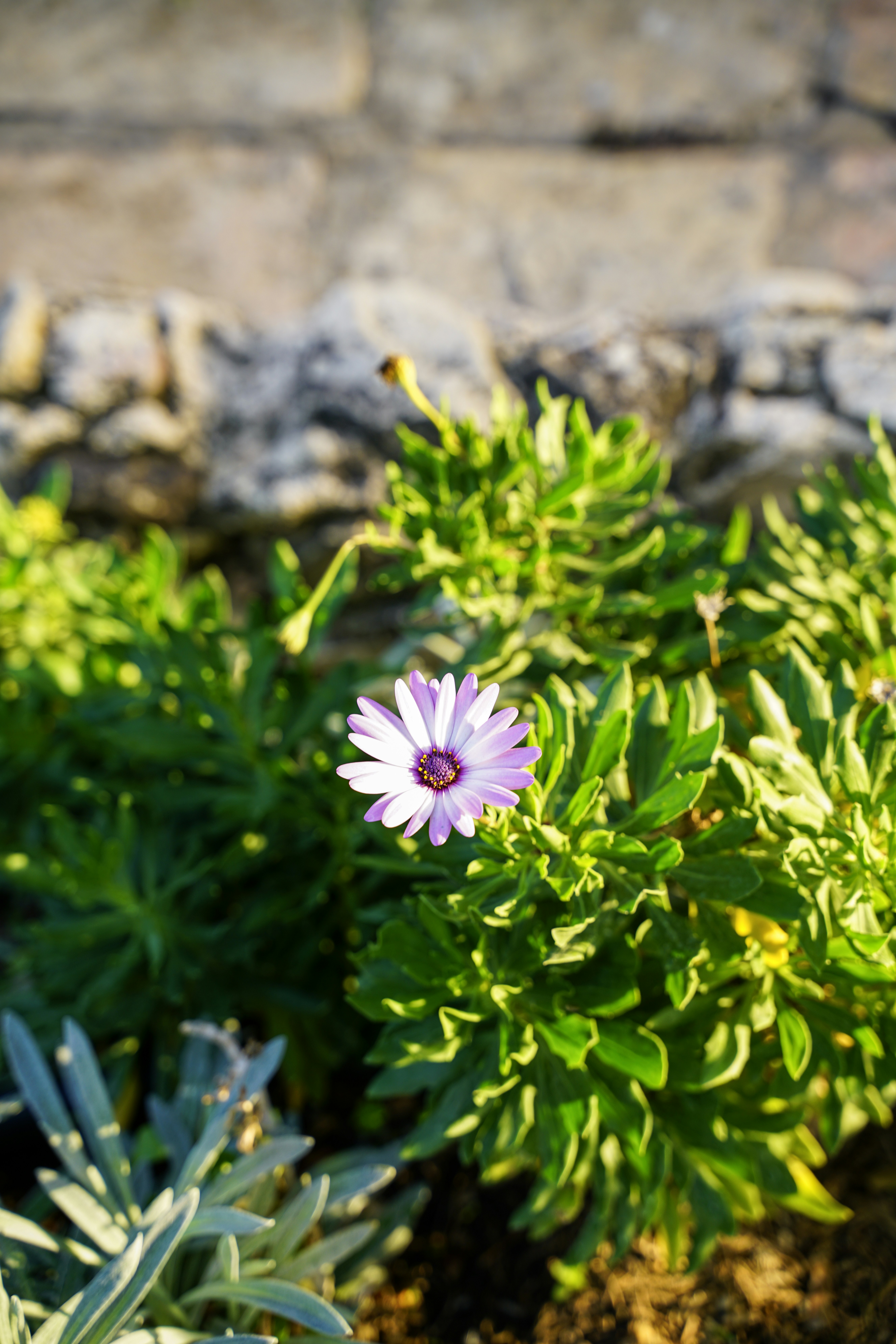 Solitary Violet Blossom by a Stone Wall