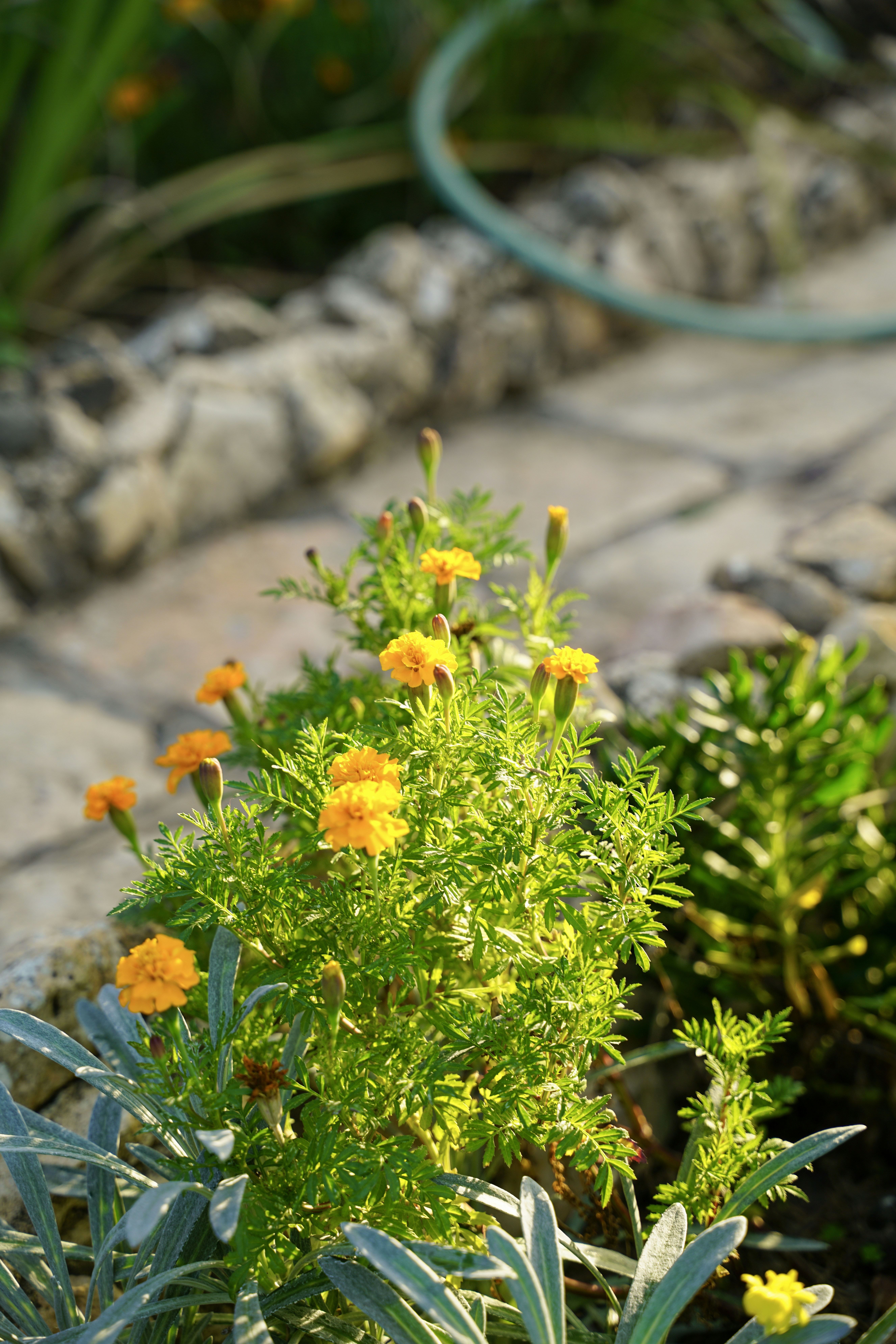 Yellow marigolds in sunlit garden ledge with a coiled hose