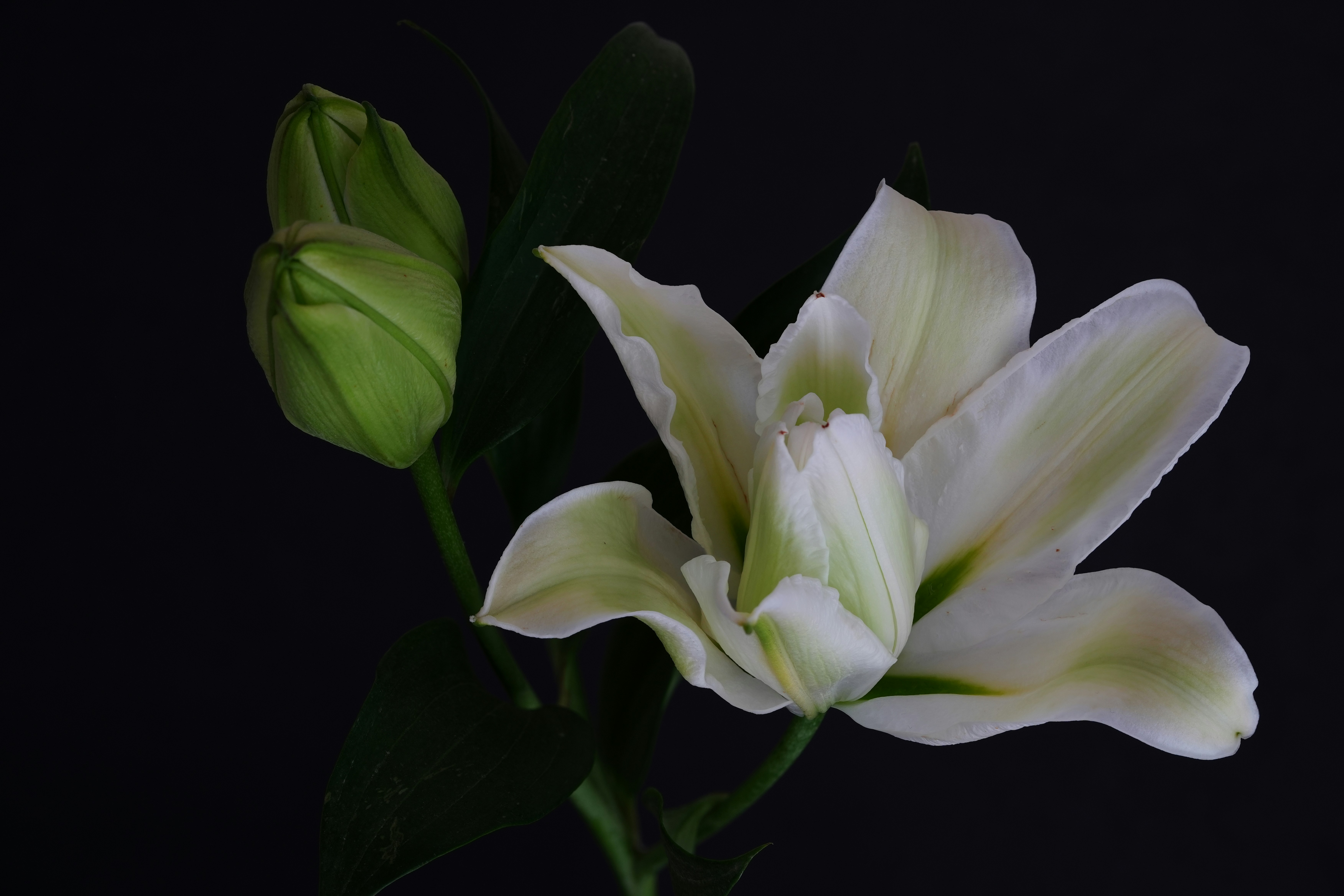 Photo by Pedro Vit with Sony Alpha 7 IV