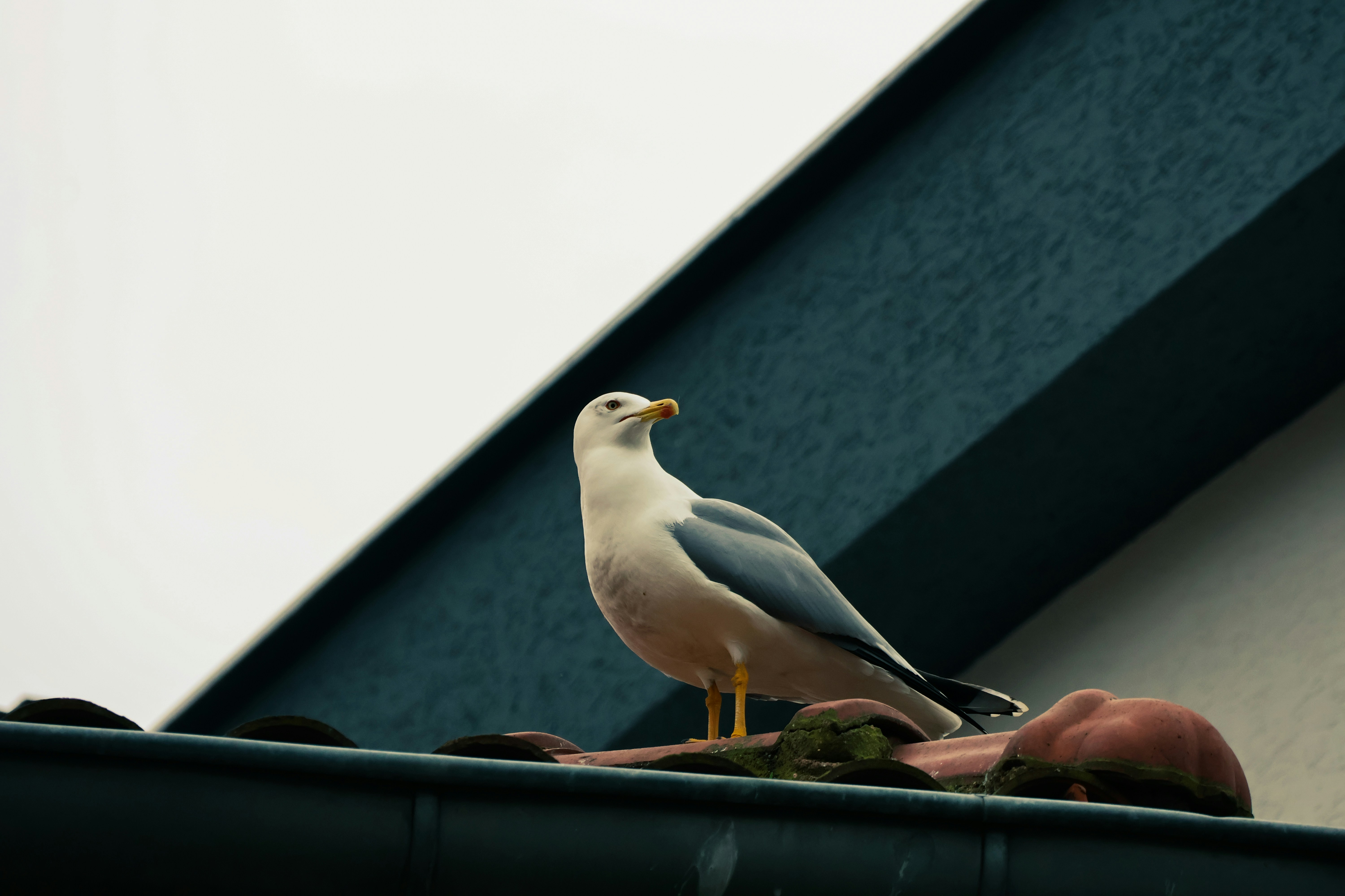 Seagull Sentinel Beside a Modern Roofline