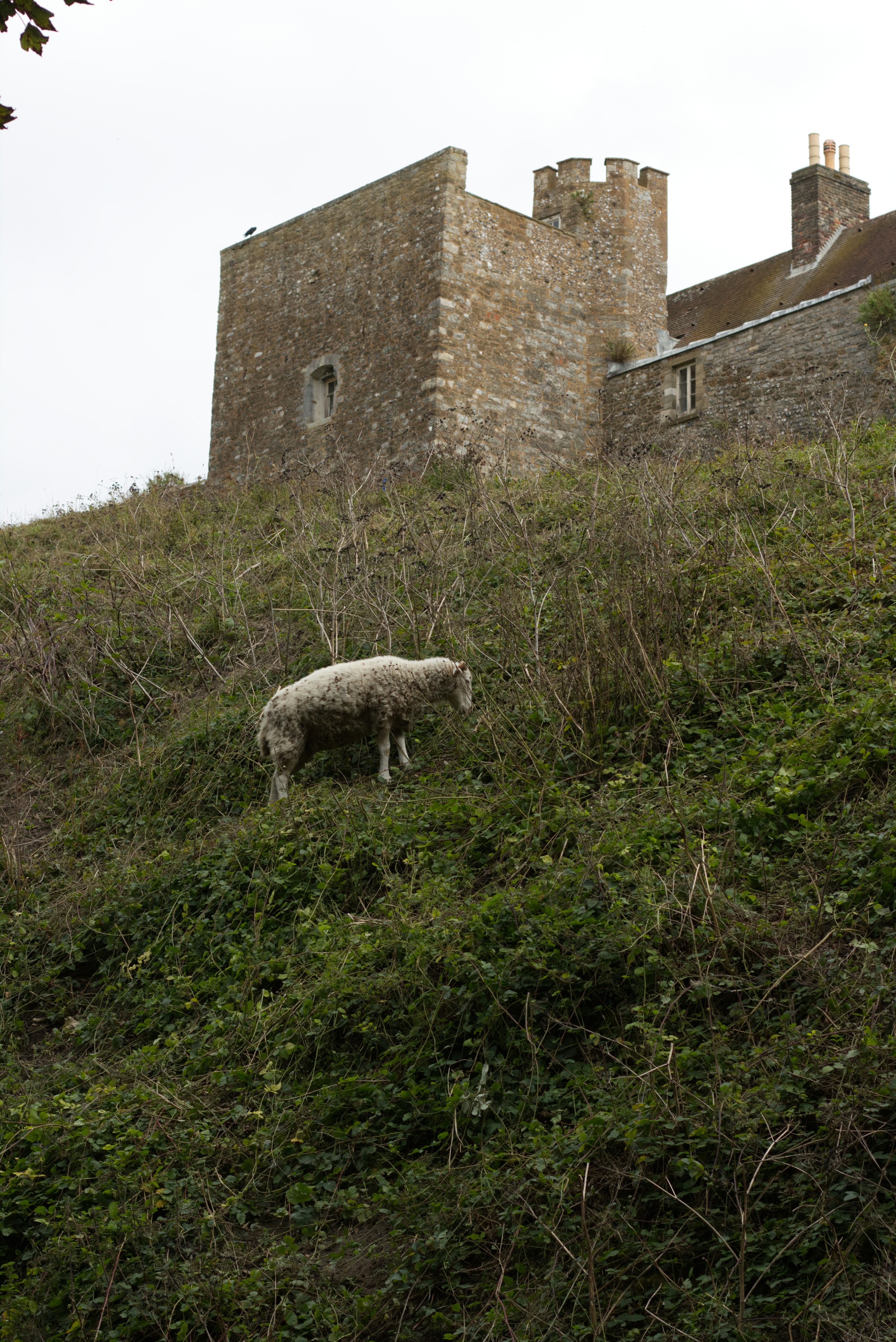 Lone Sheep on a Quiet Hill below an ancient stone Keep