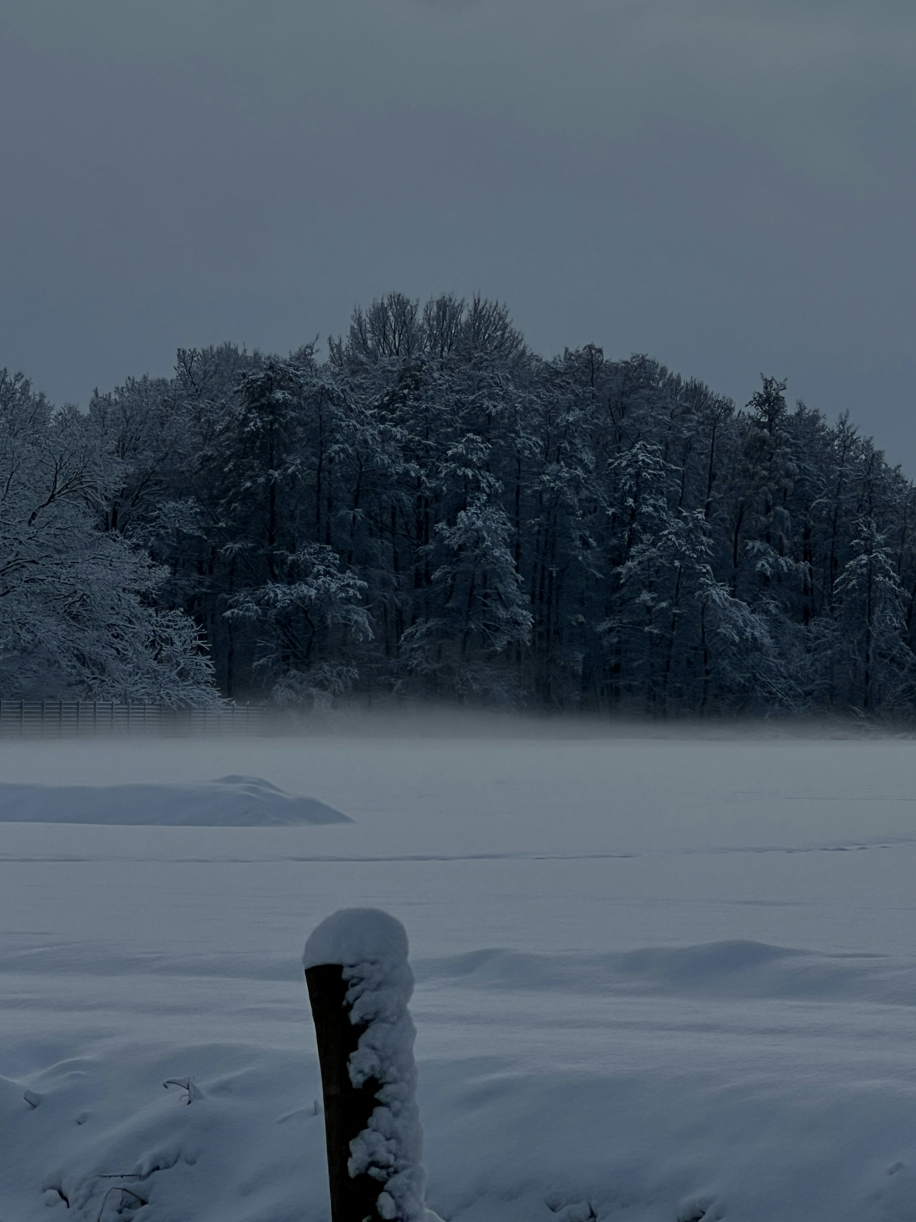 Cold Quiet: Snow-Covered Field with Distant Forest