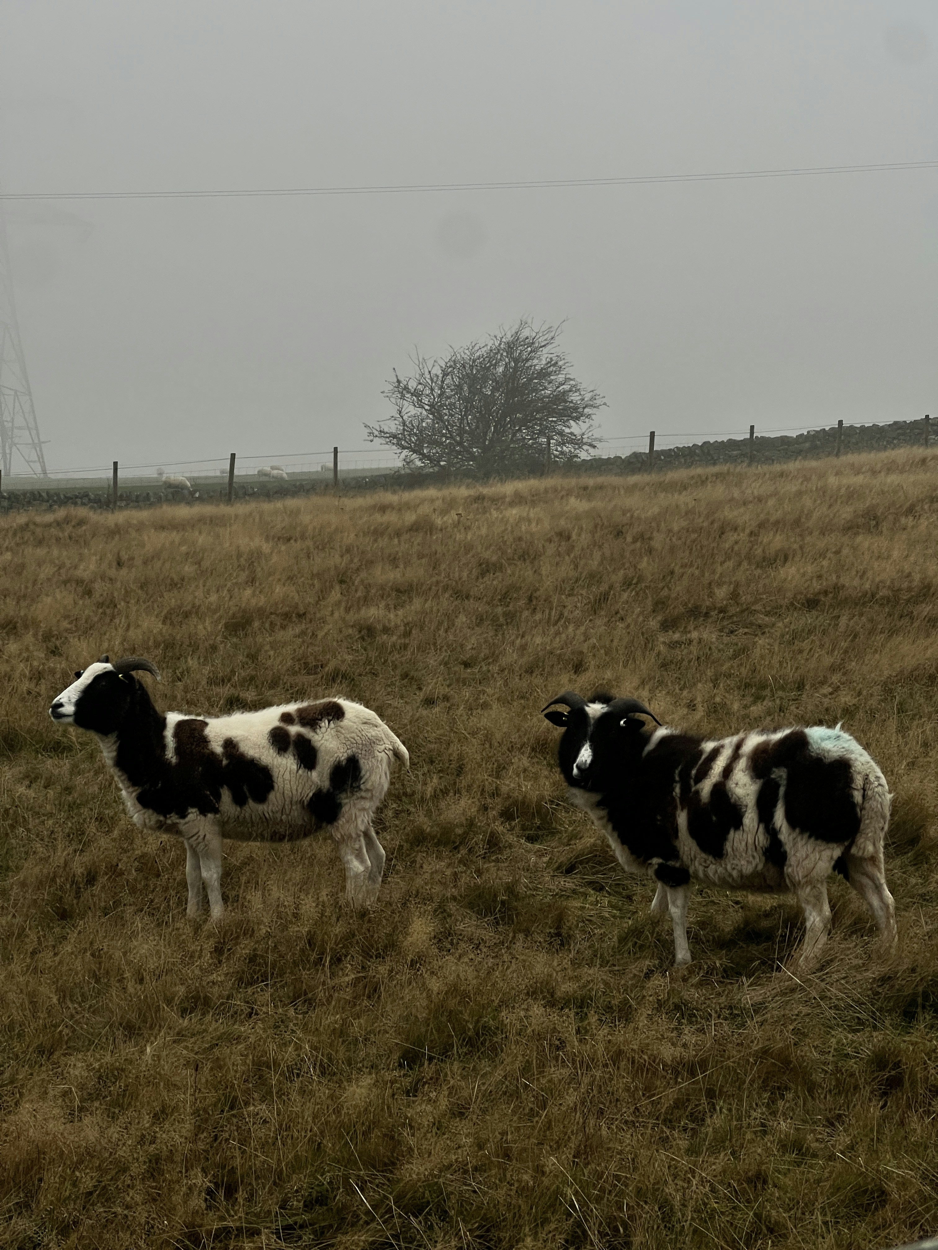Two Calves in a Field under Soft Overcast