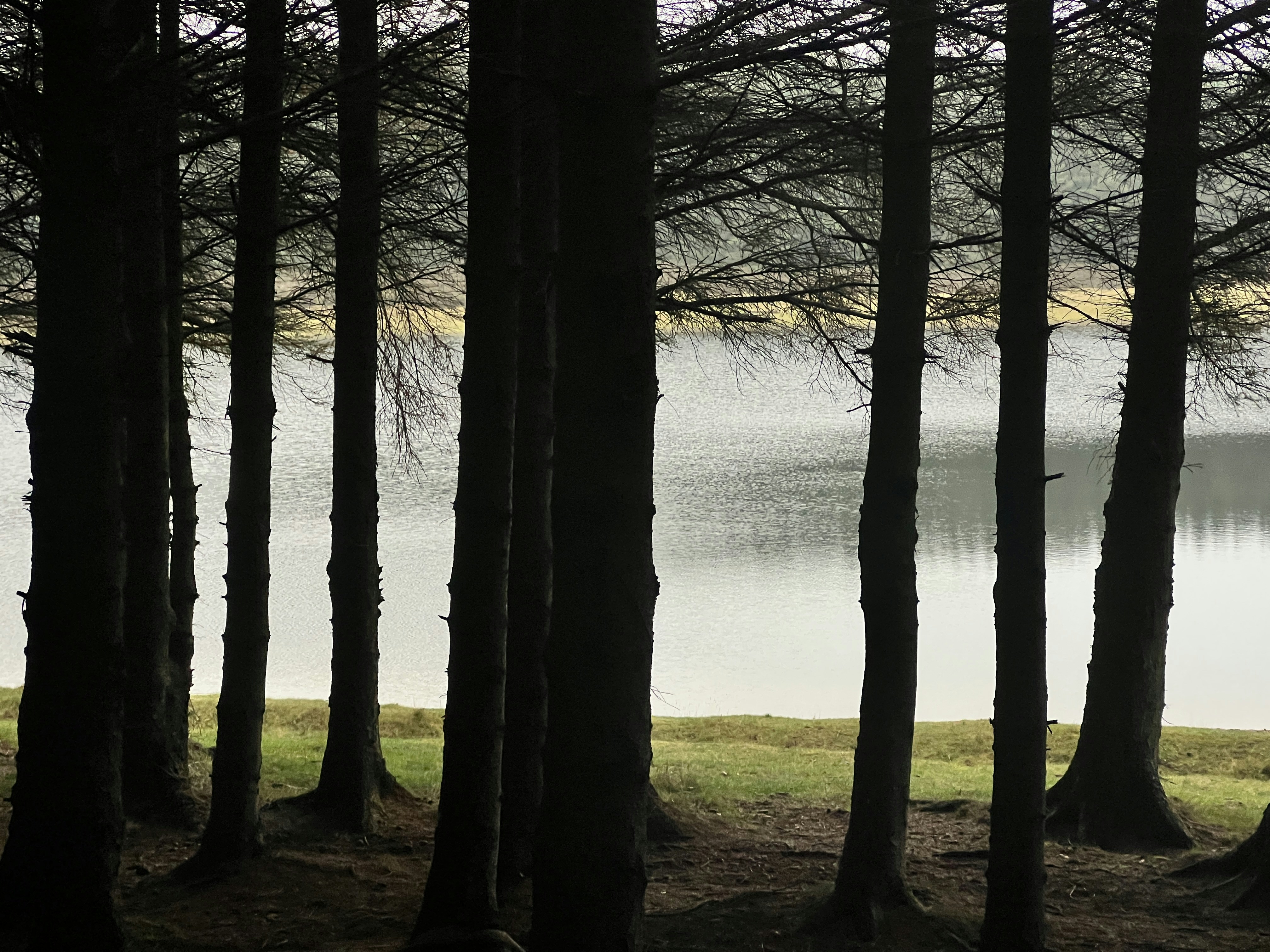 Silent Shoreline Through the Forest Ribs