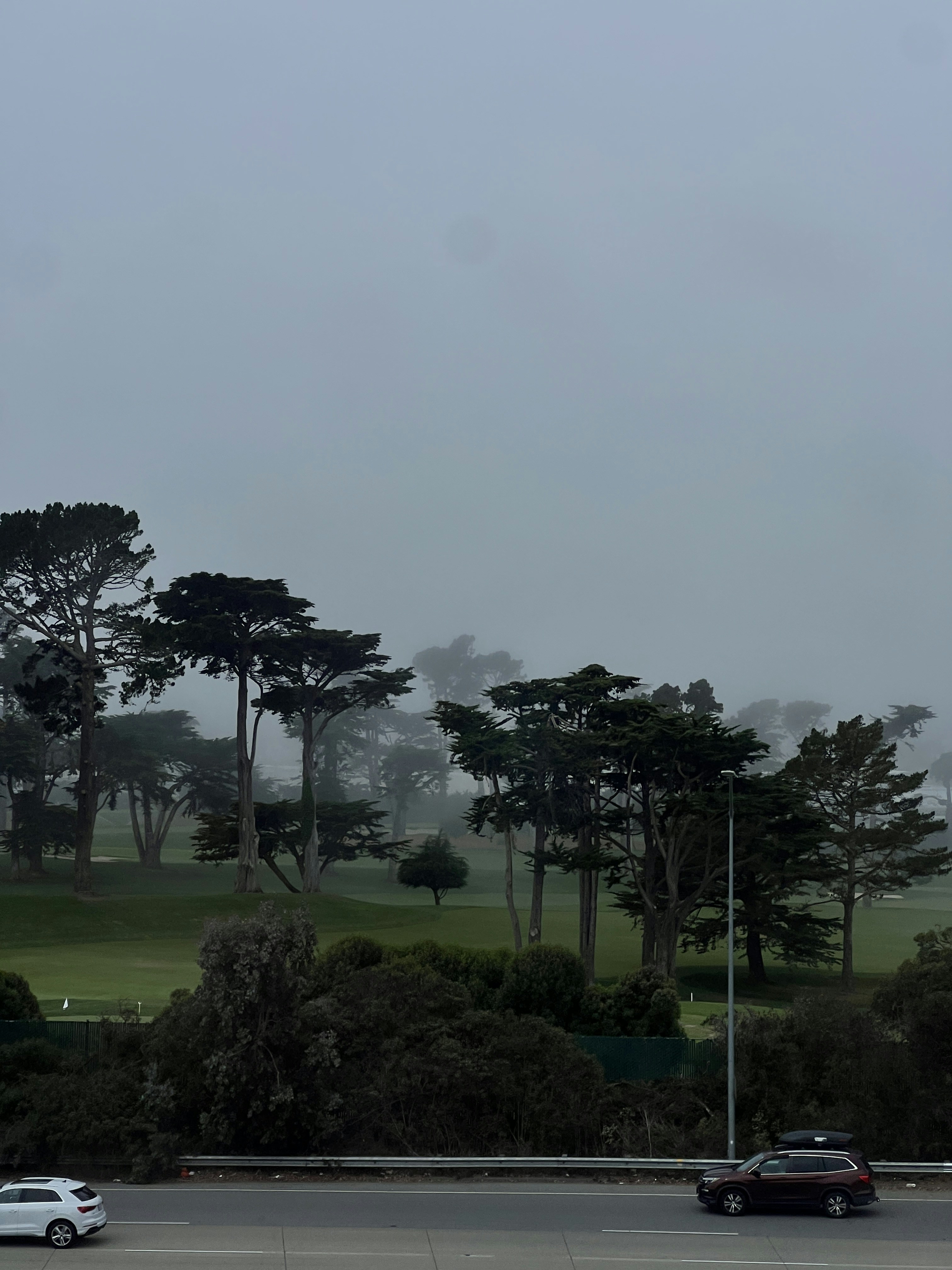 Coastal grove under overcast skies